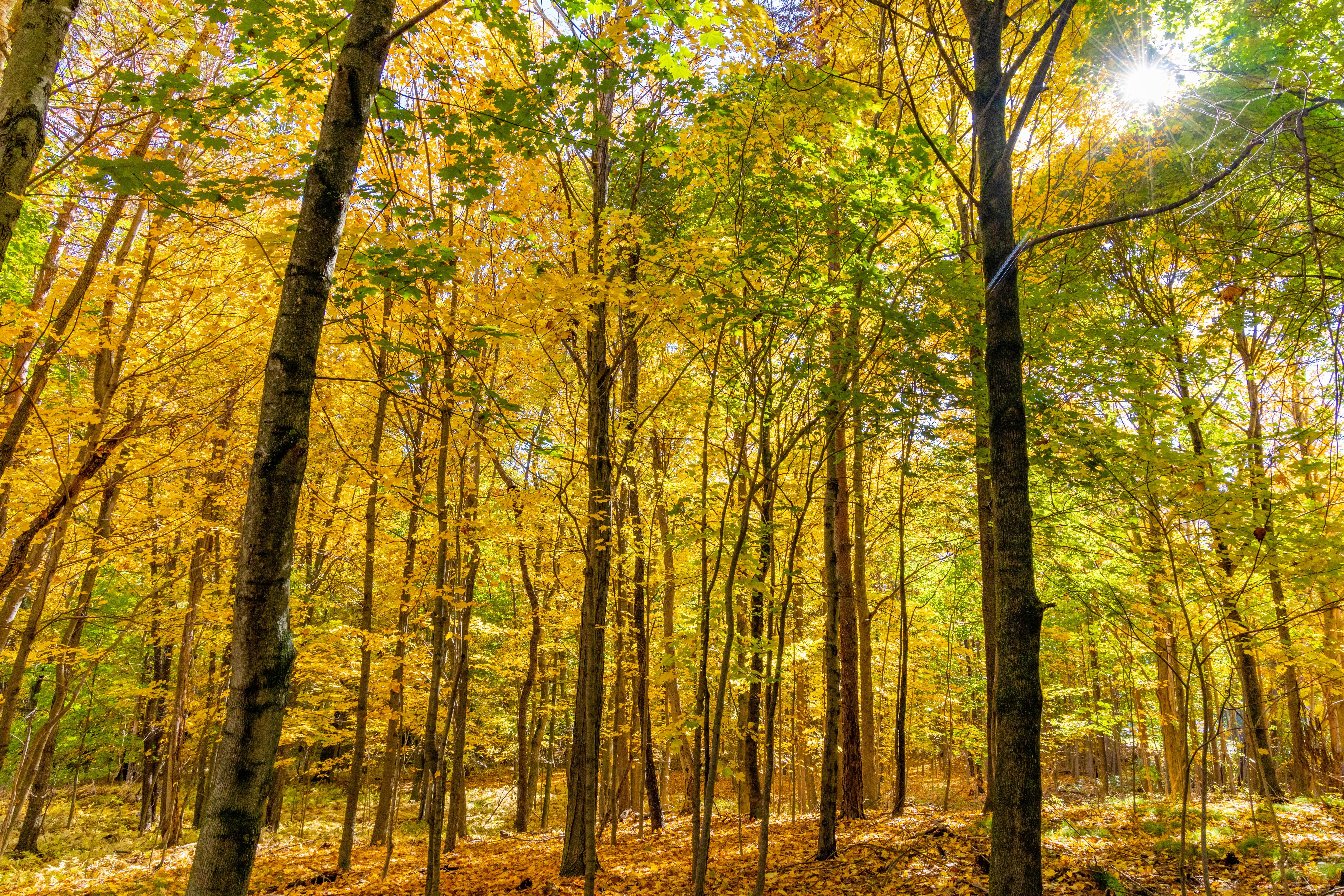 Yellow and Green Trees in the Forest · Free Stock Photo