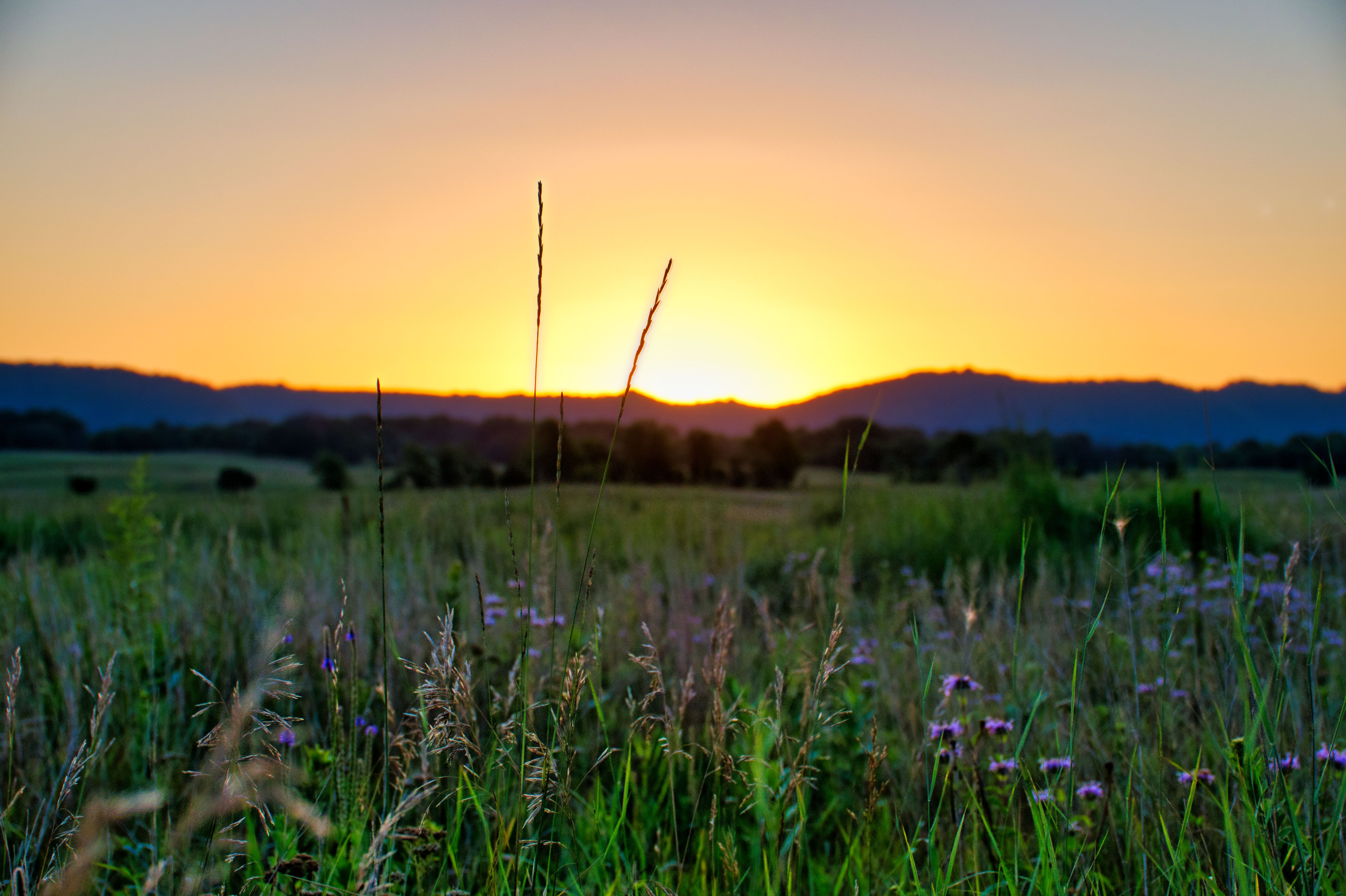 Grass Field at Sunset in Summer · Free Stock Photo