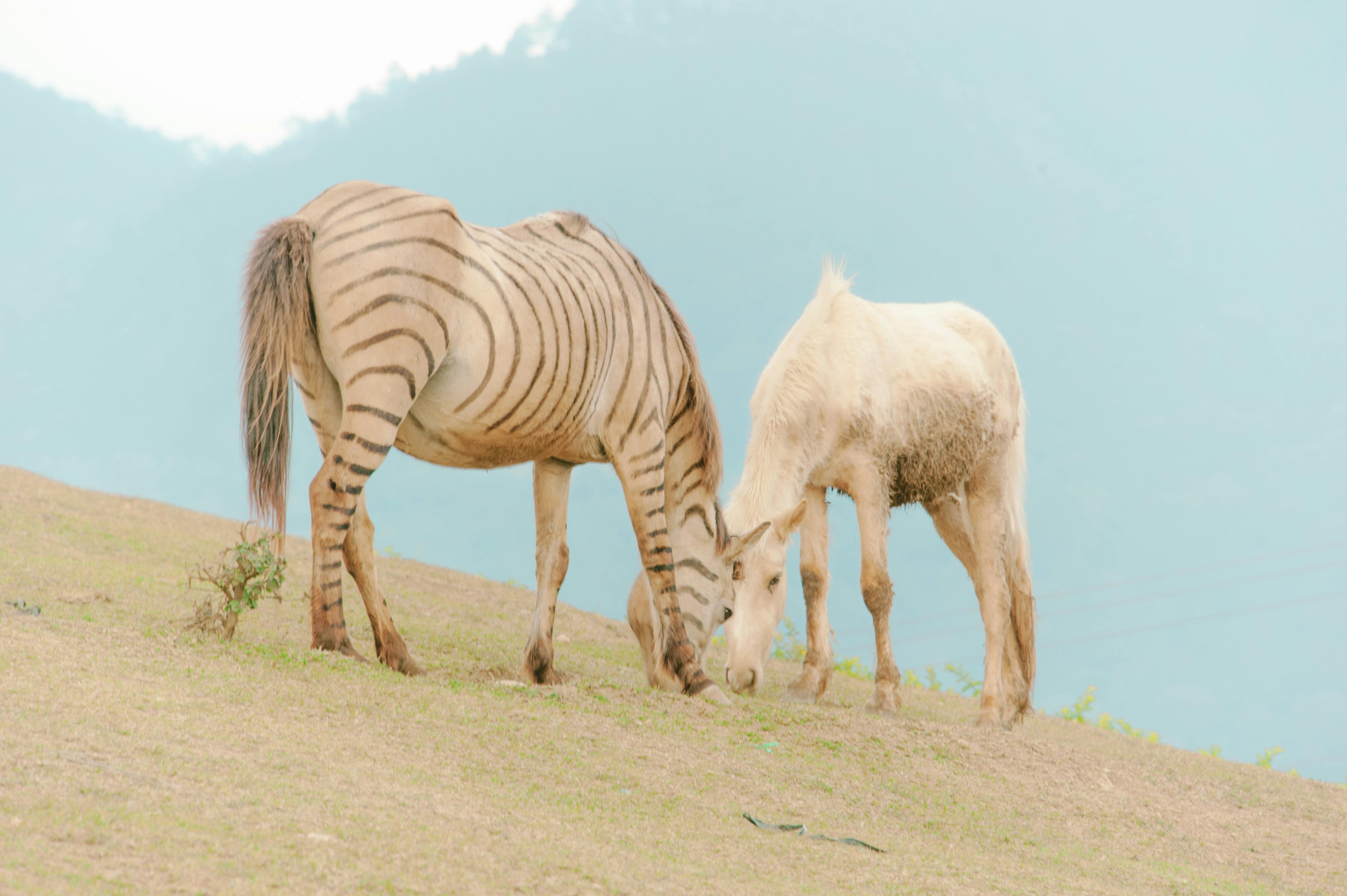 Zebra Eating Grass · Free Stock Photo