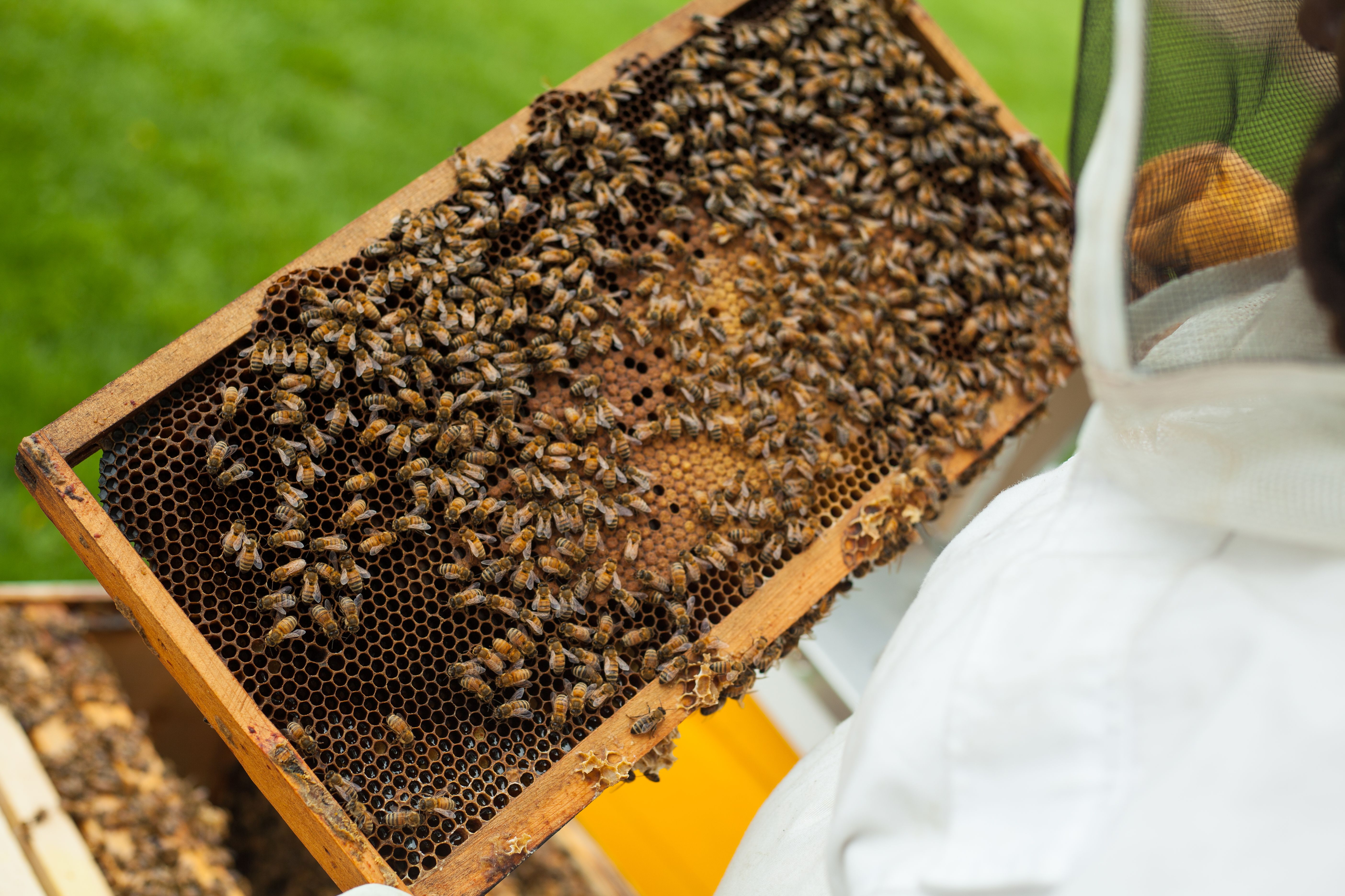 Free stock photo of beehive, beekeeping, city