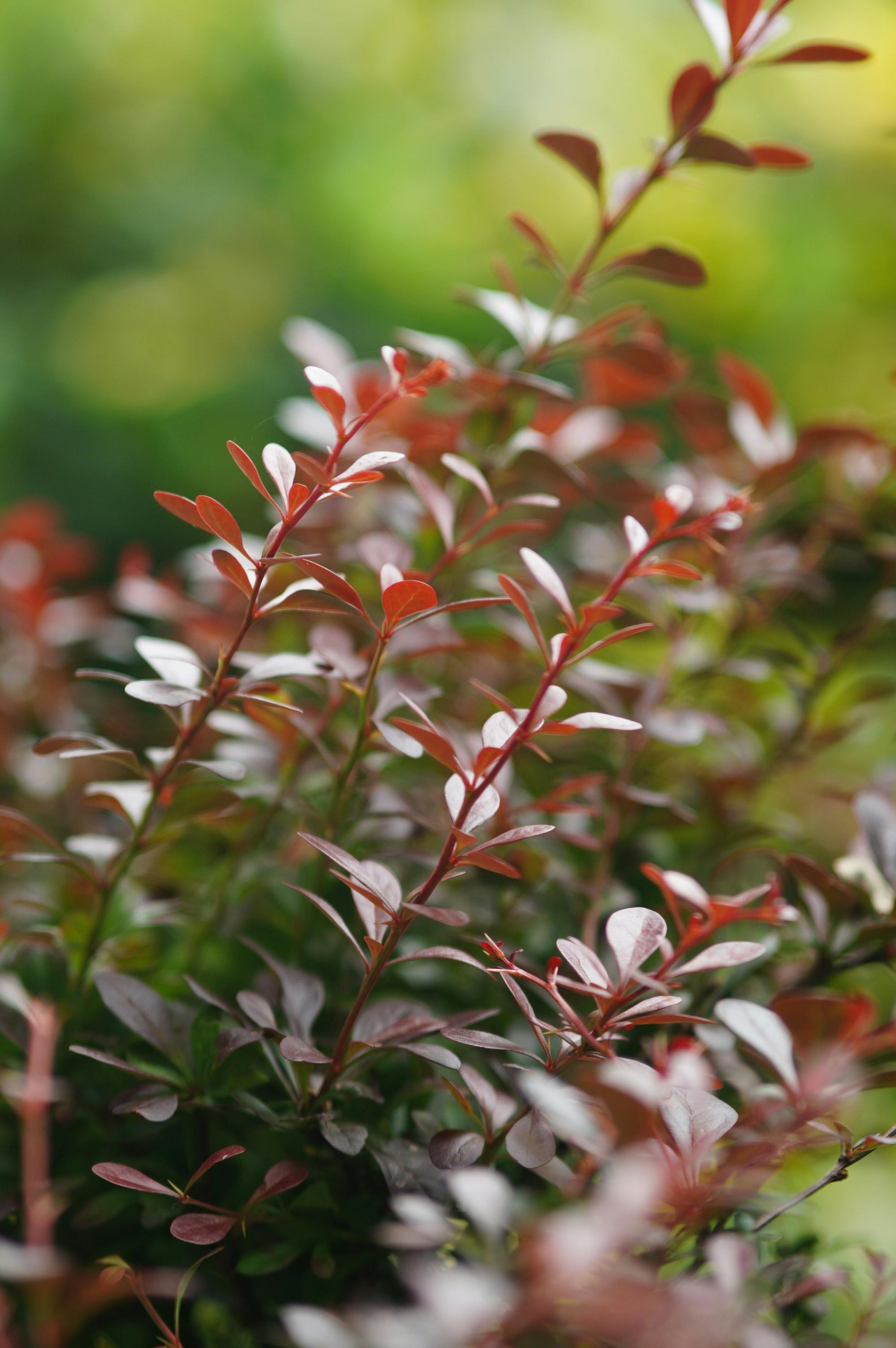 A Close-Up Shot of a Barberry Plant · Free Stock Photo