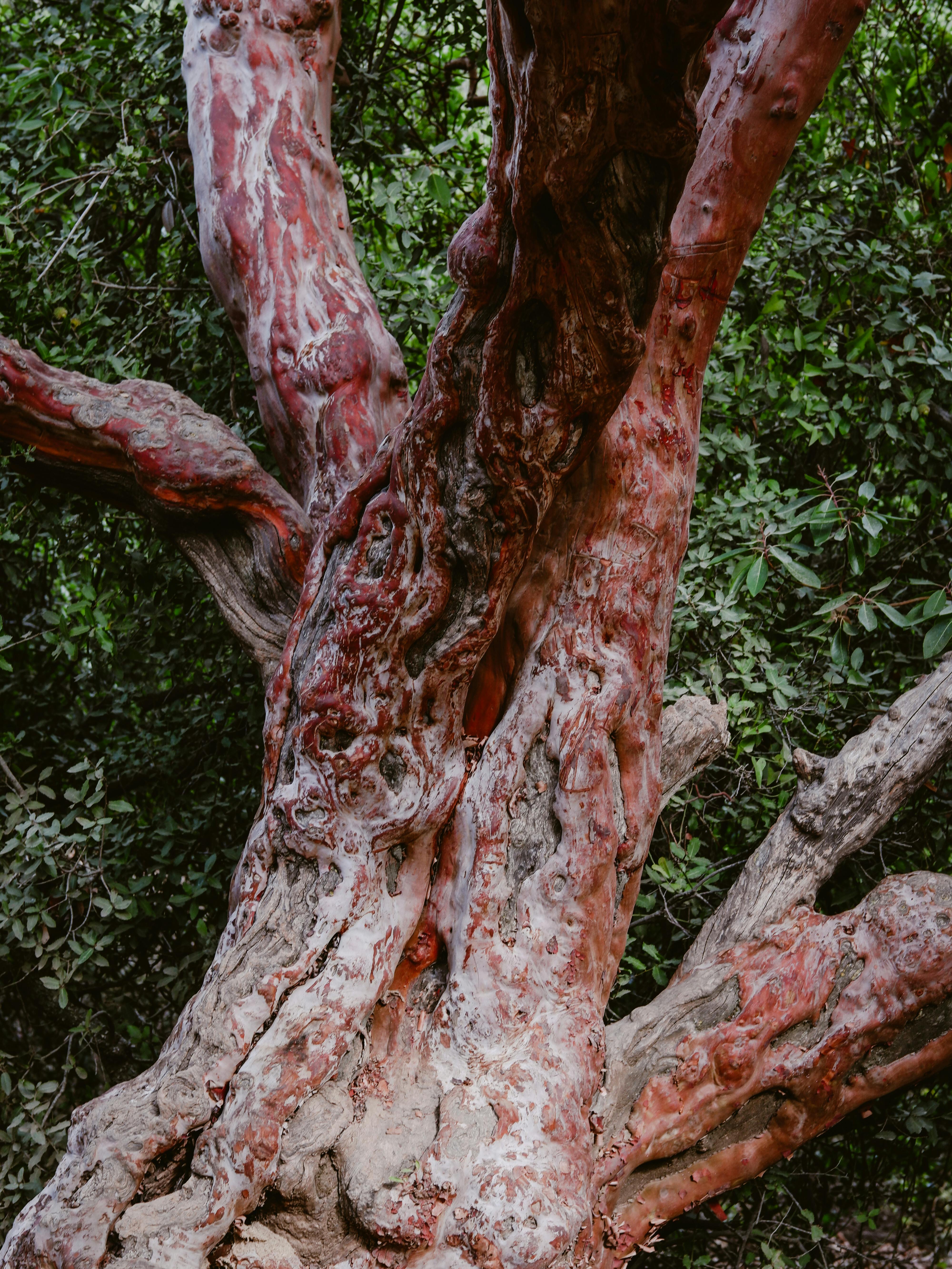 Brown Tree Trunk with Green Leaves · Free Stock Photo