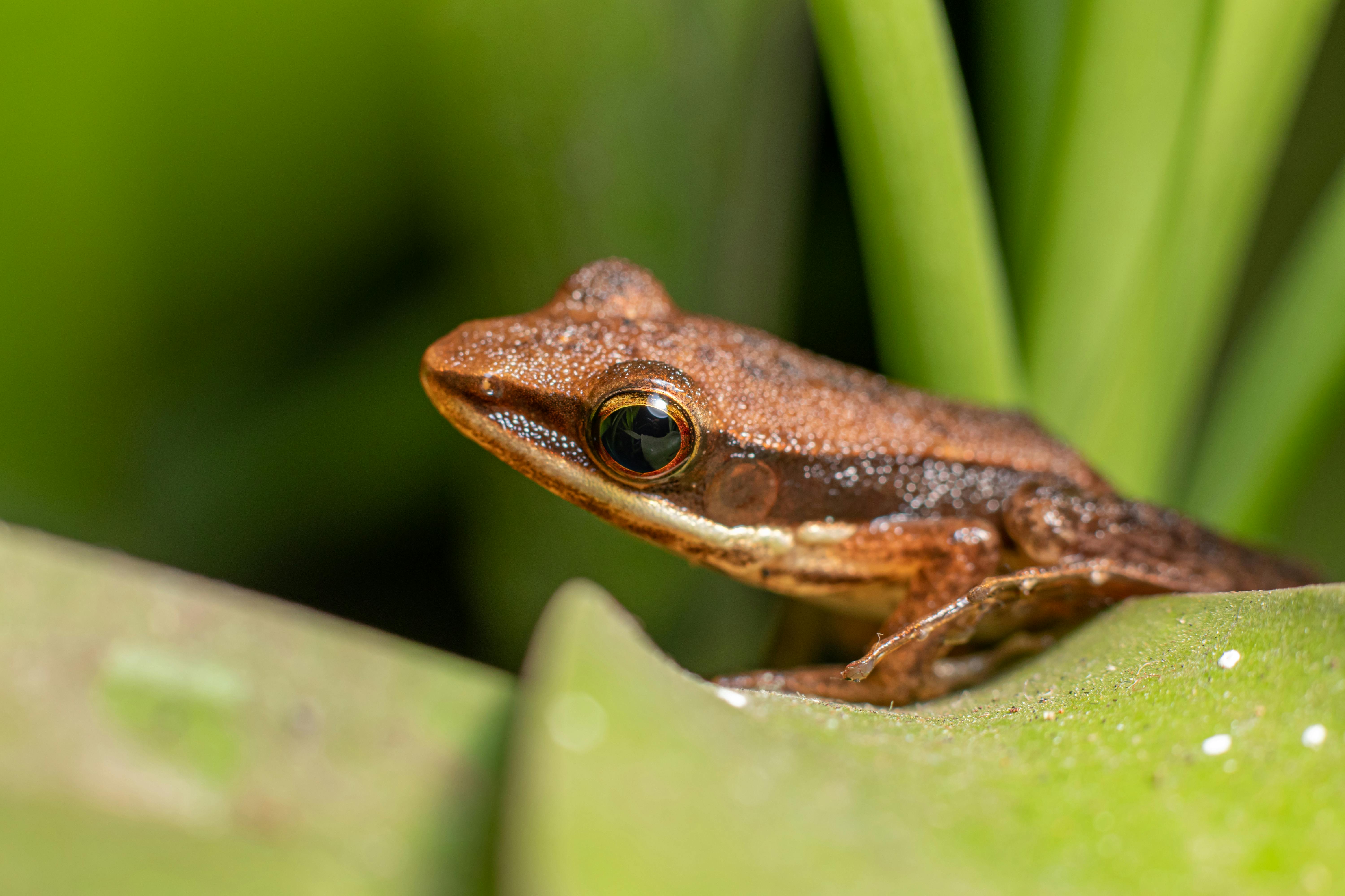 Close Up Photo of Orange Frog About to Jump on Green Grass · Free Stock ...