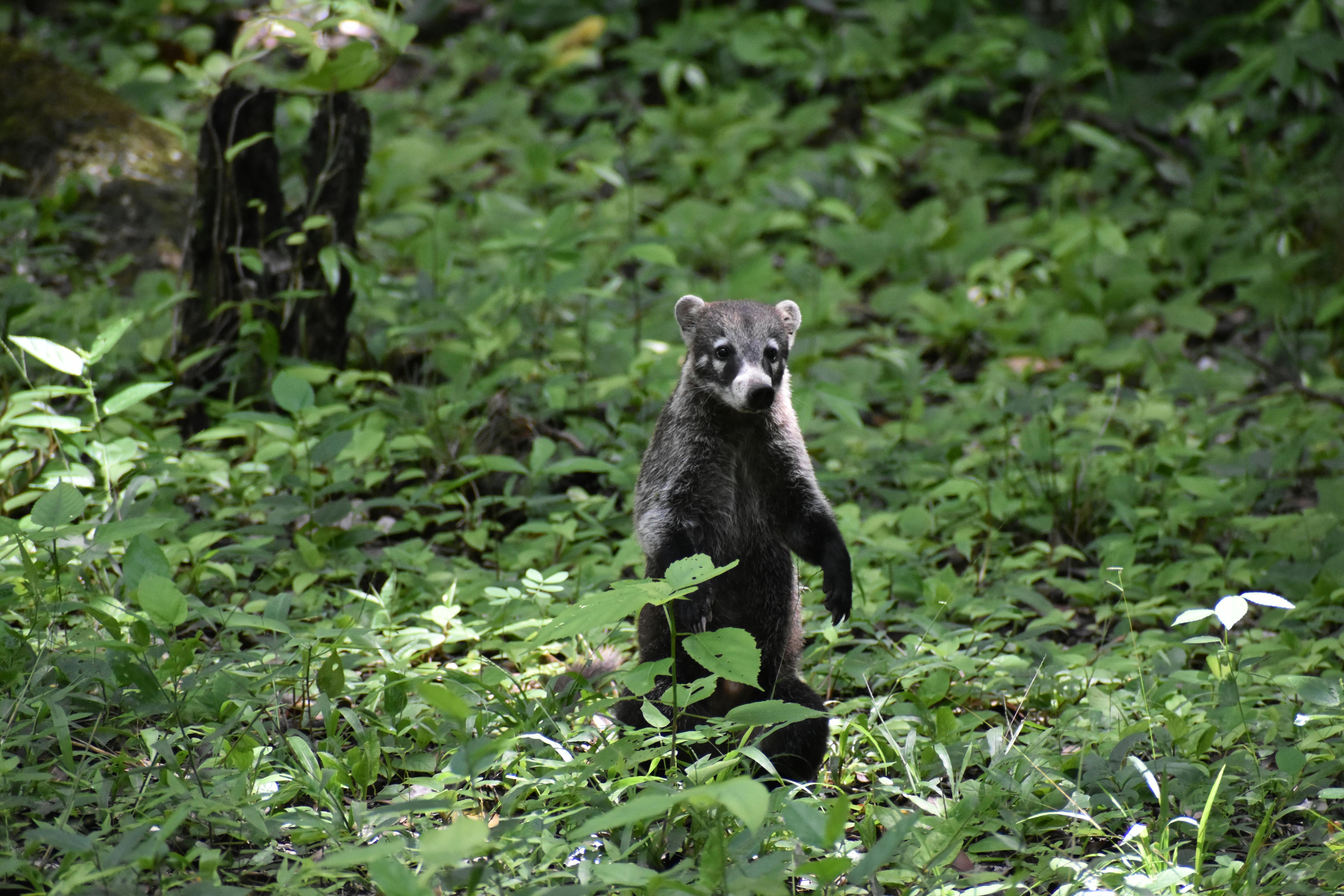 Gray Coati in Close Up Shot · Free Stock Photo