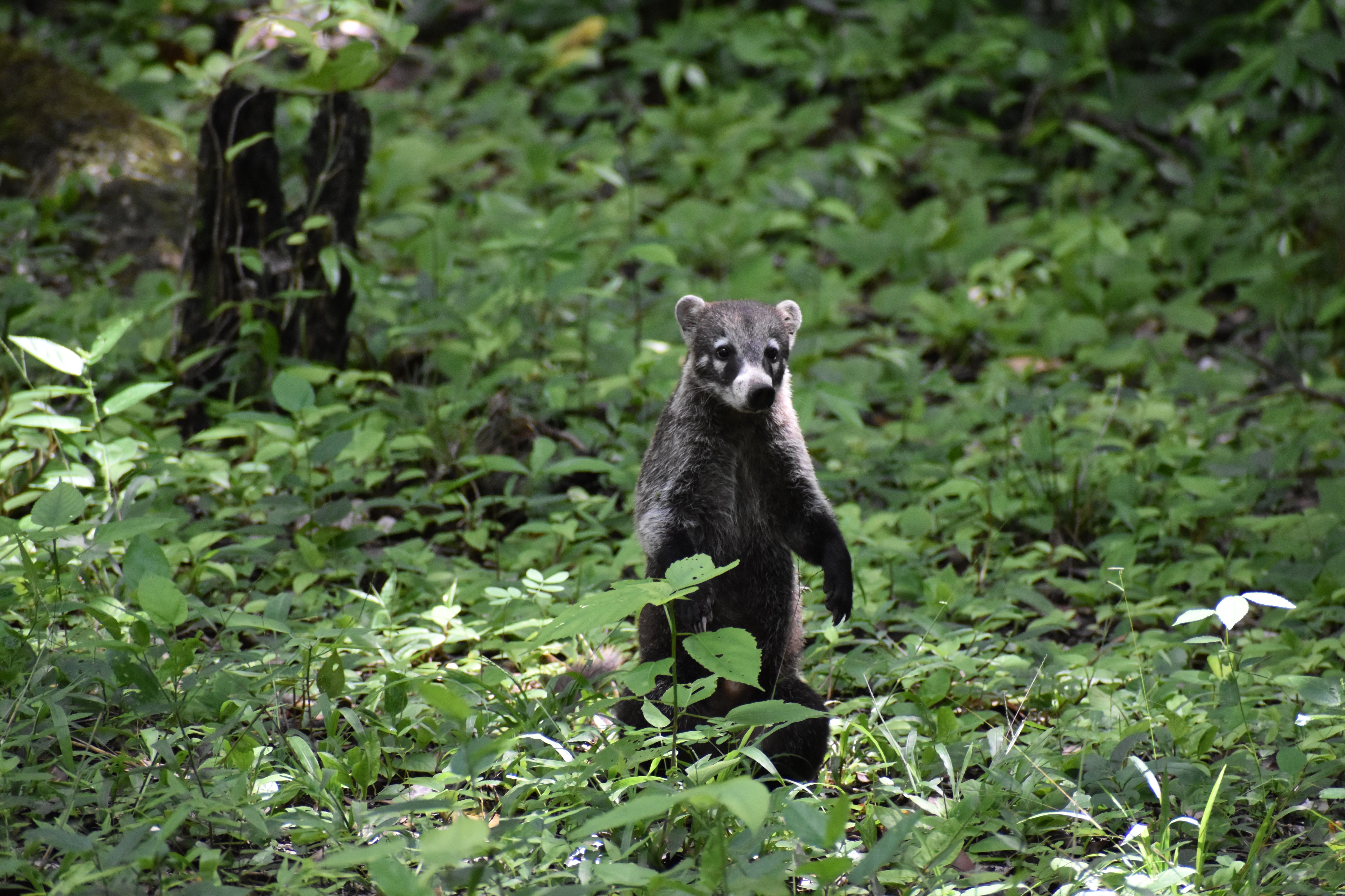 Foto de stock gratuita sobre animal, coati, de cerca, fotografía de ...
