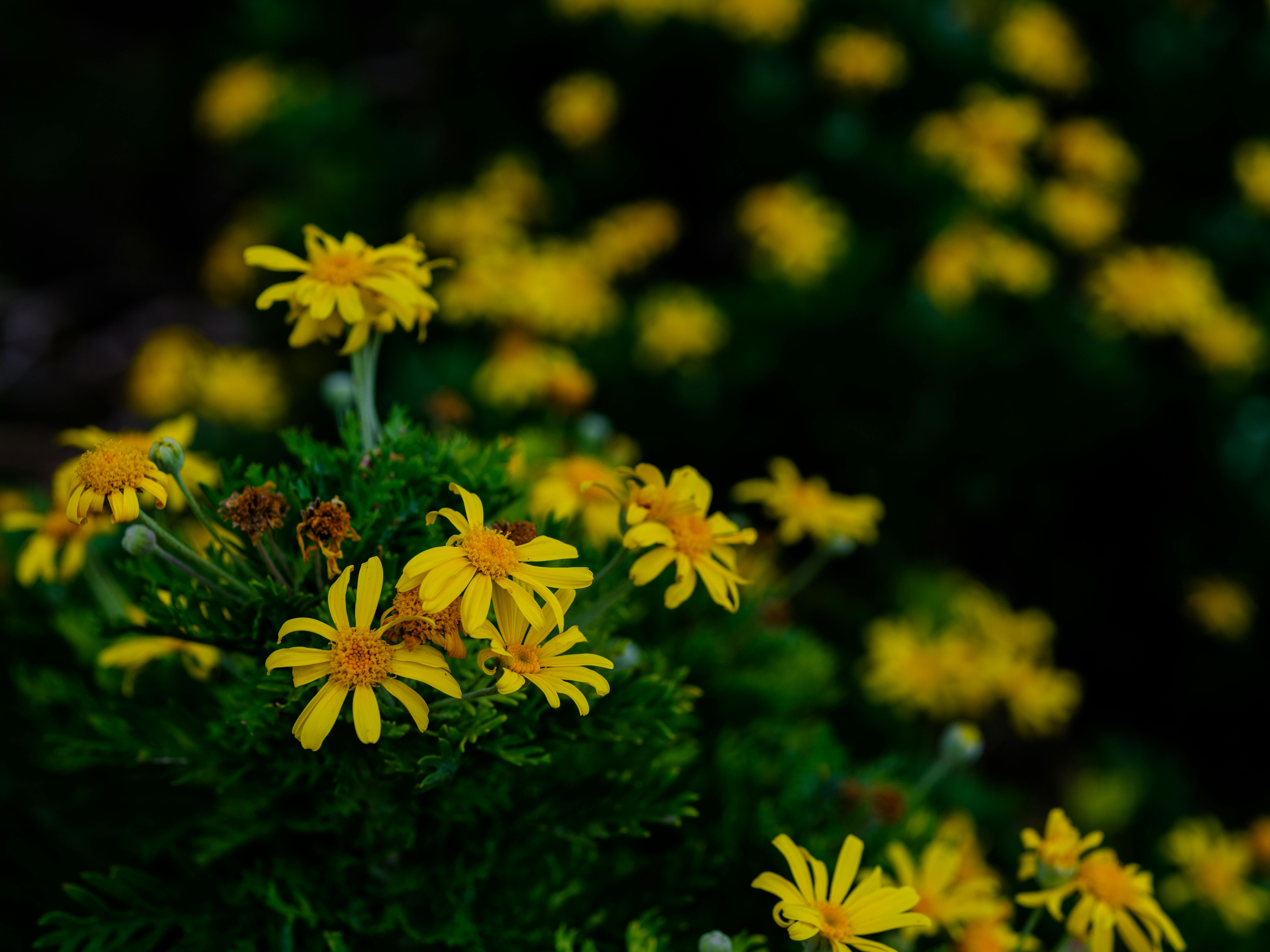 Close-Up Photo of Yellow Flowers · Free Stock Photo