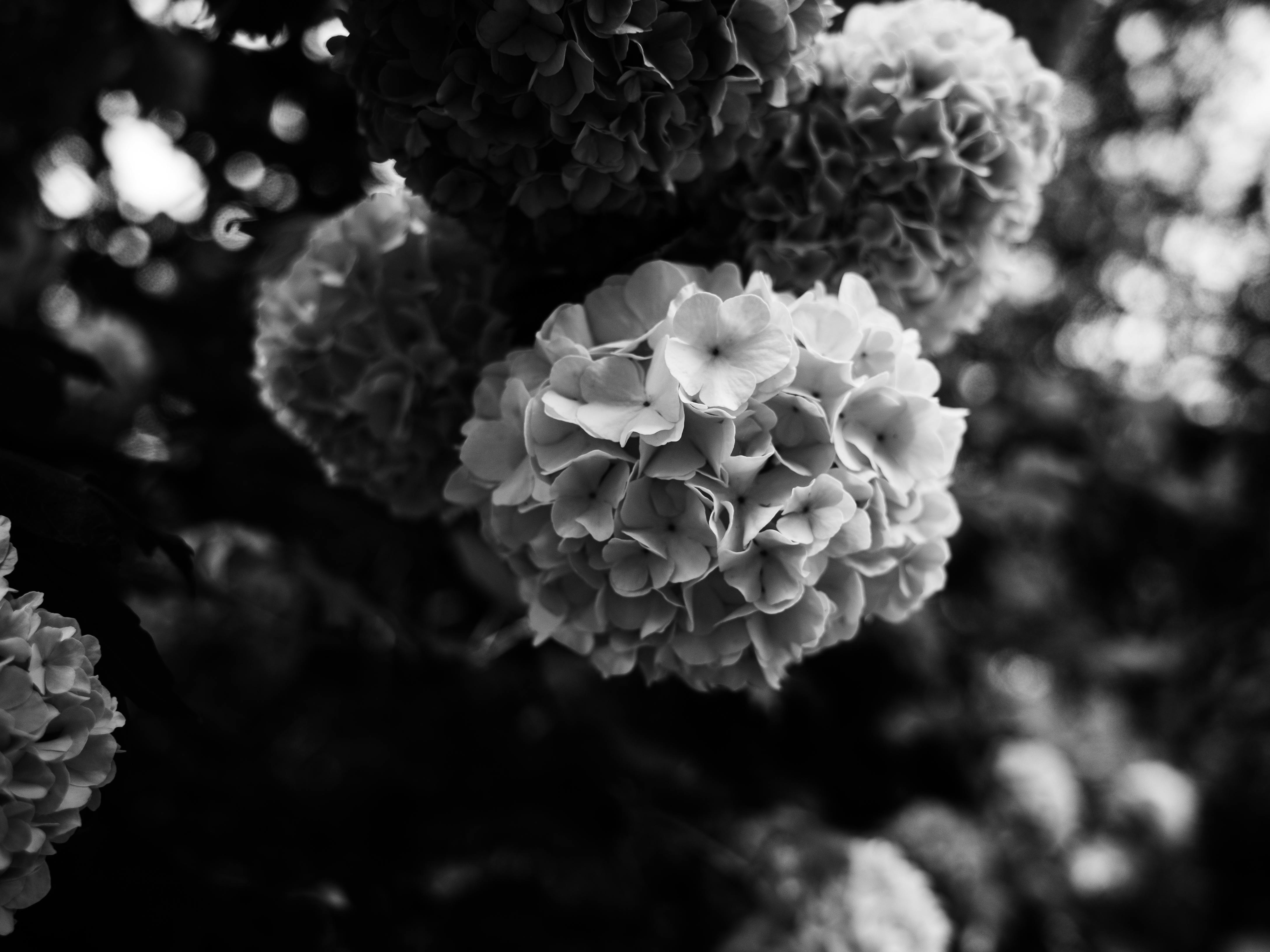 Grayscale Photo of a Blooming Rose Flower · Free Stock Photo