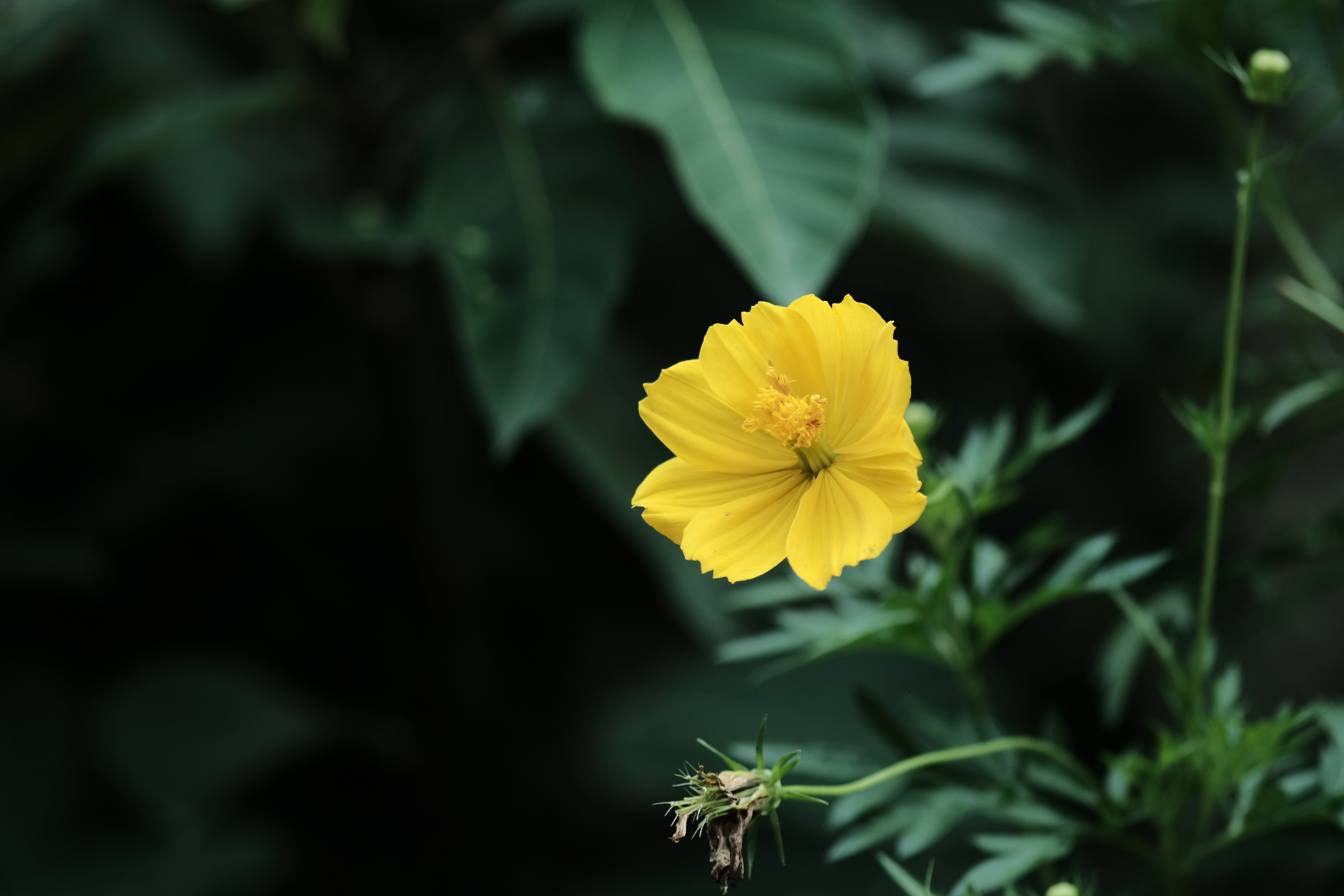 A Blooming Sulfur Cosmos Flower · Free Stock Photo