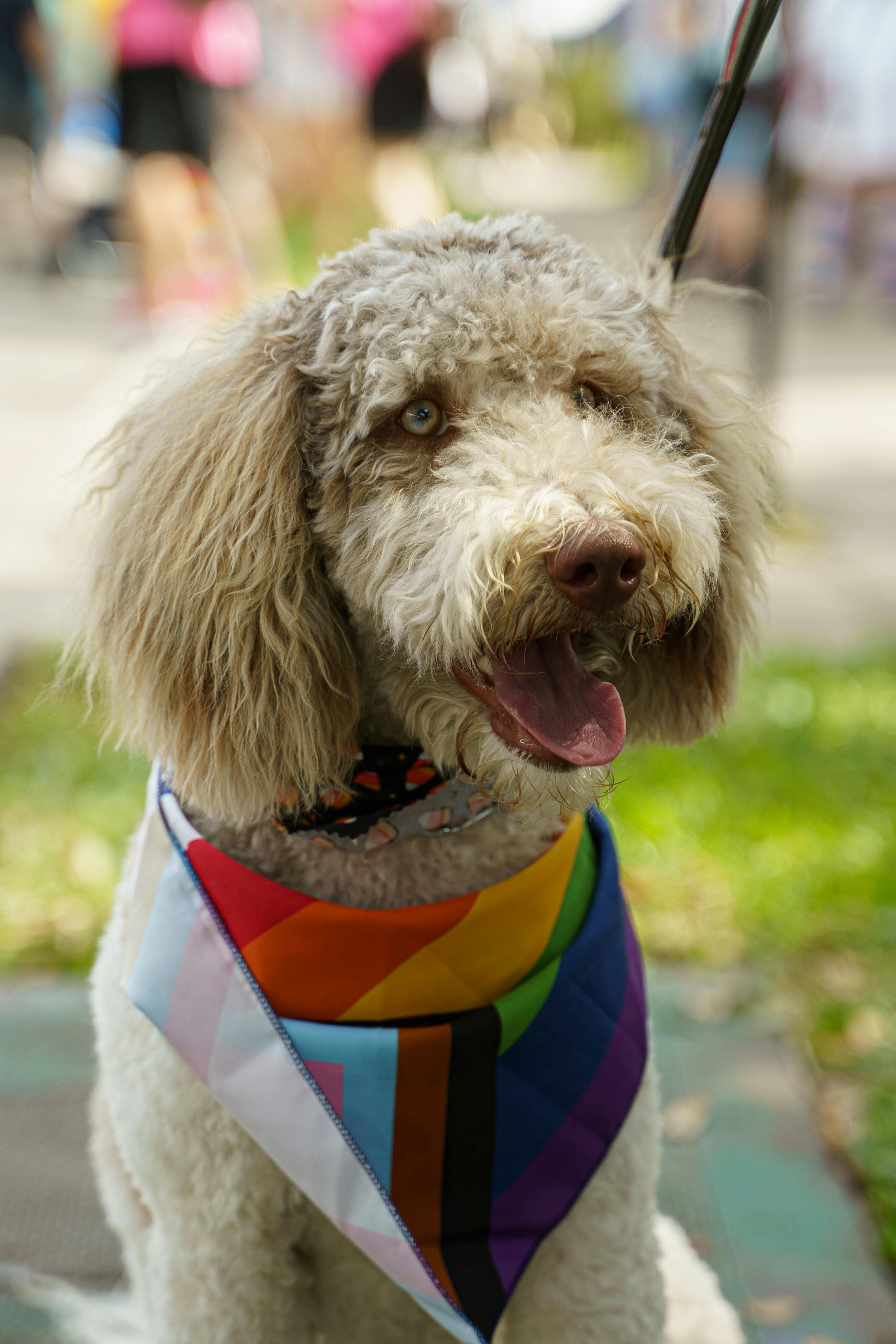 Close-Up Photo of a Furry Dog · Free Stock Photo