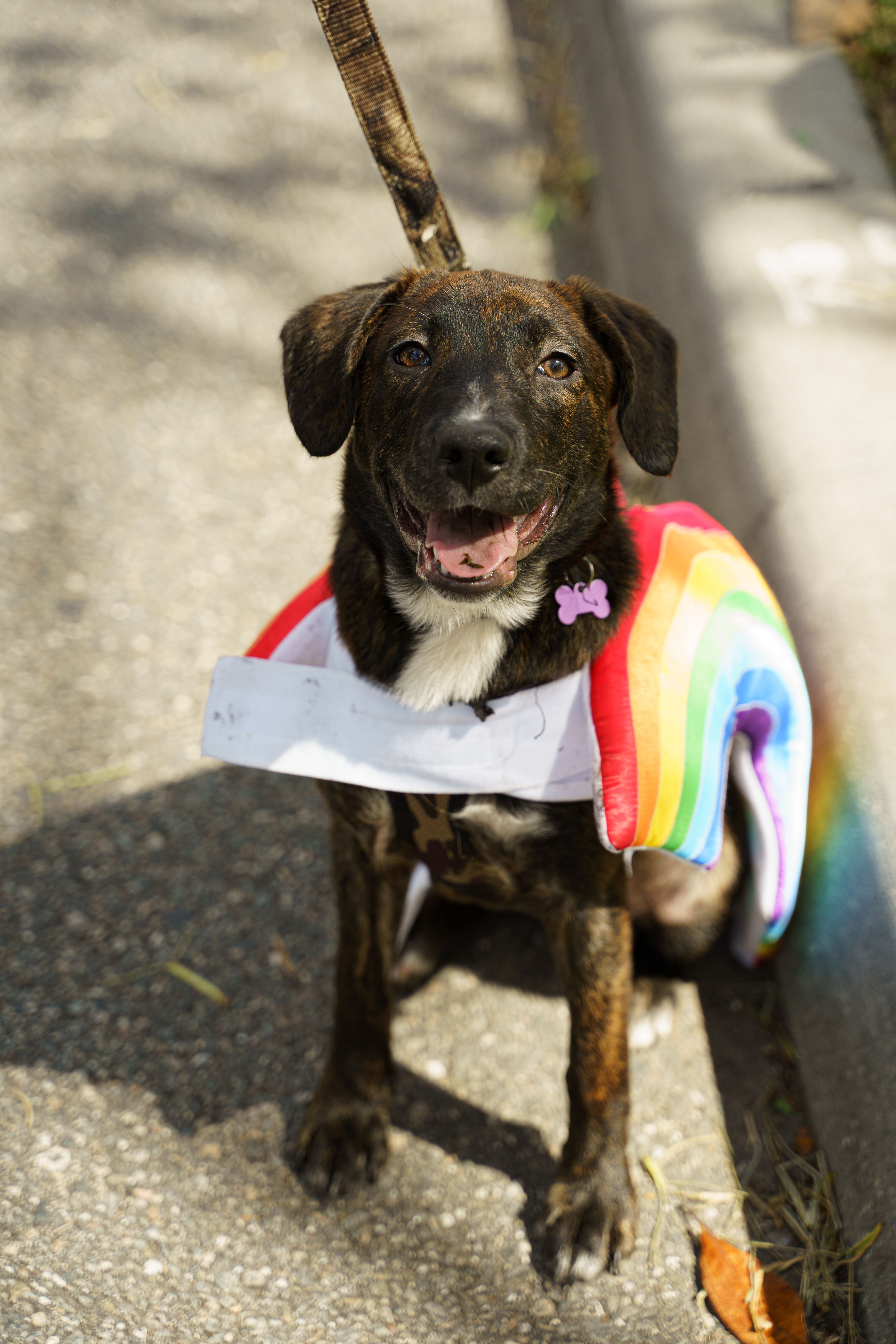 Dog Wearing Pink Mask · Free Stock Photo