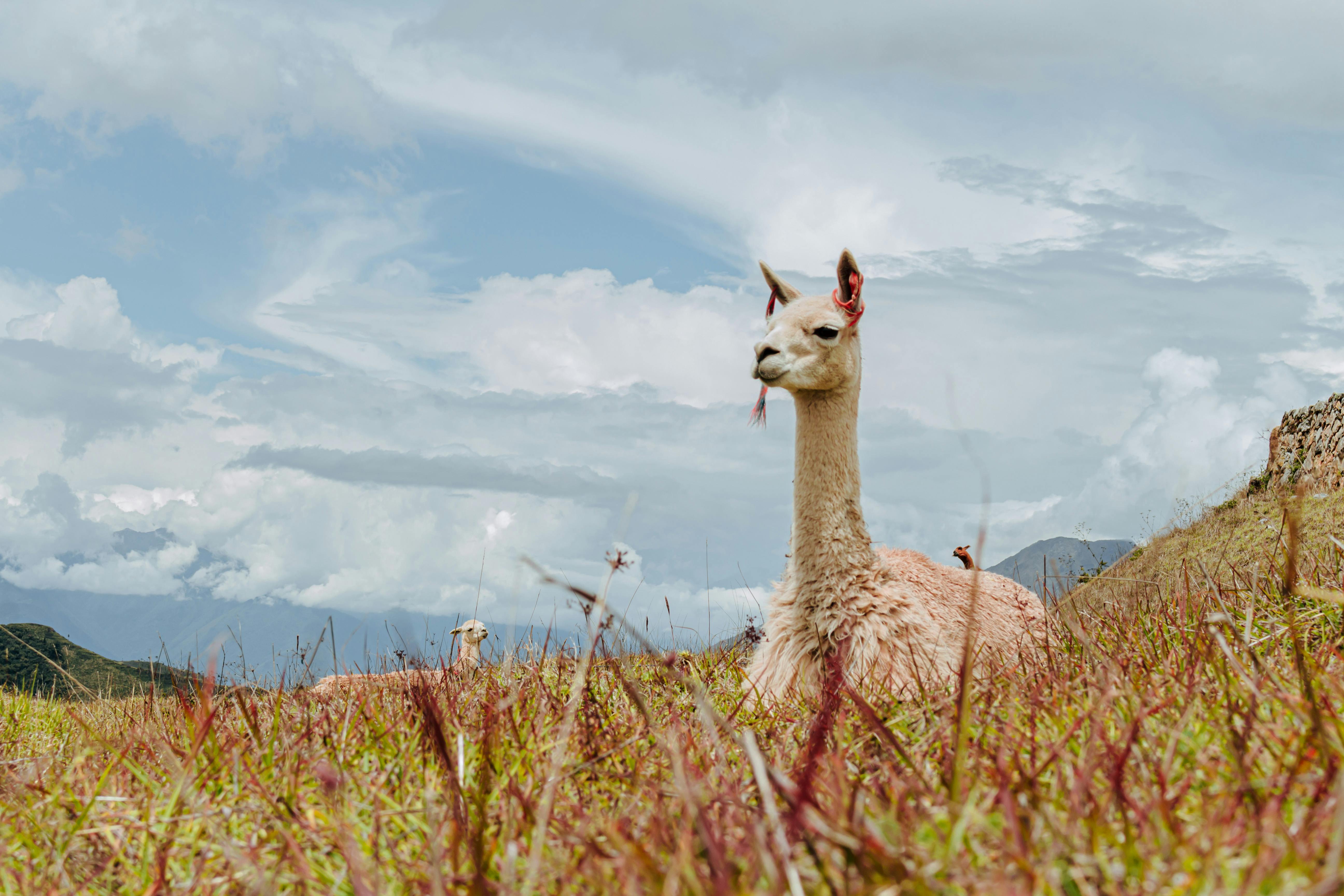 Foto de stock gratuita sobre alpacas, andahuaylas, animales de granja ...