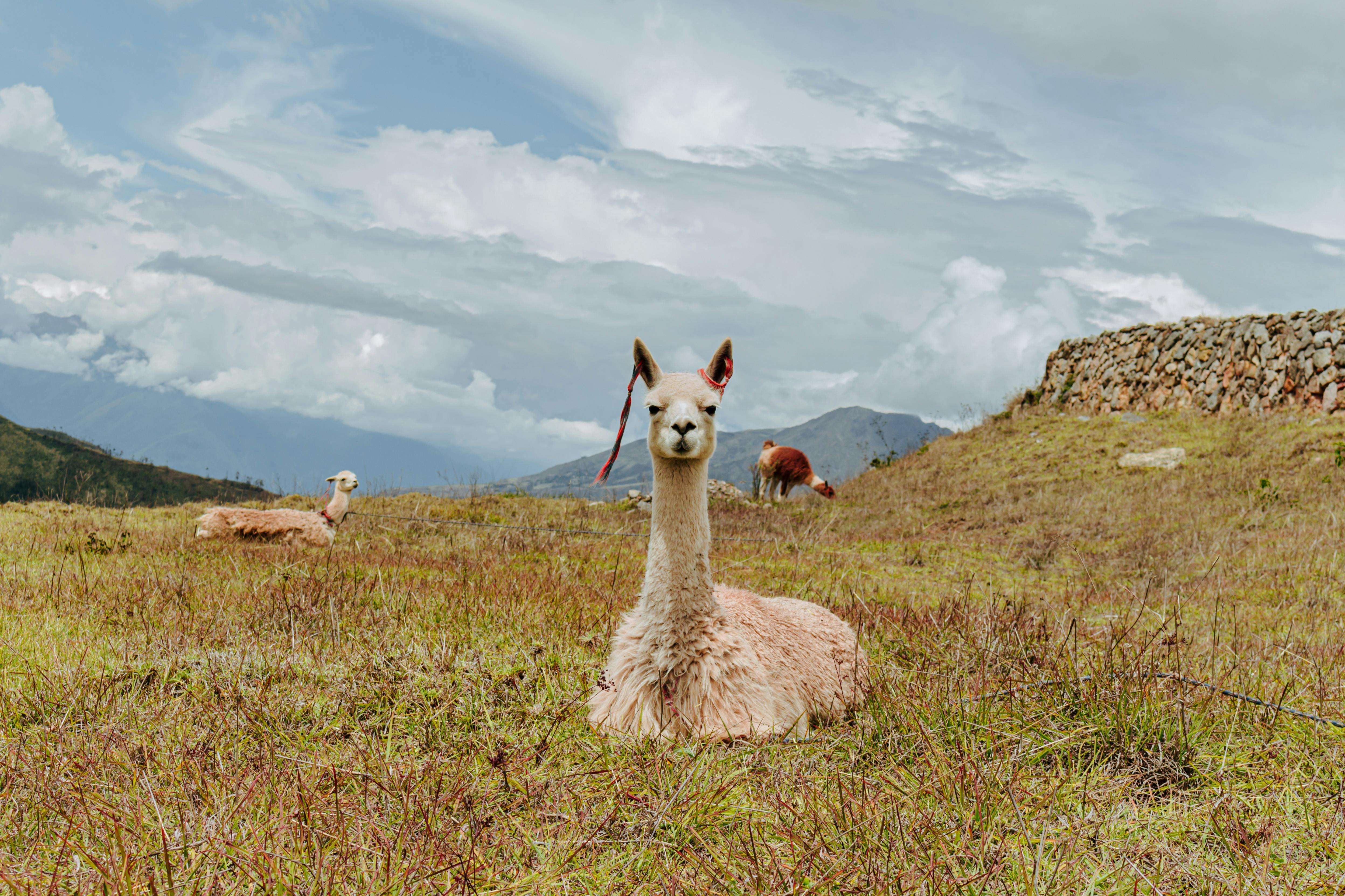 Alpaca sitting on Grass Field · Free Stock Photo