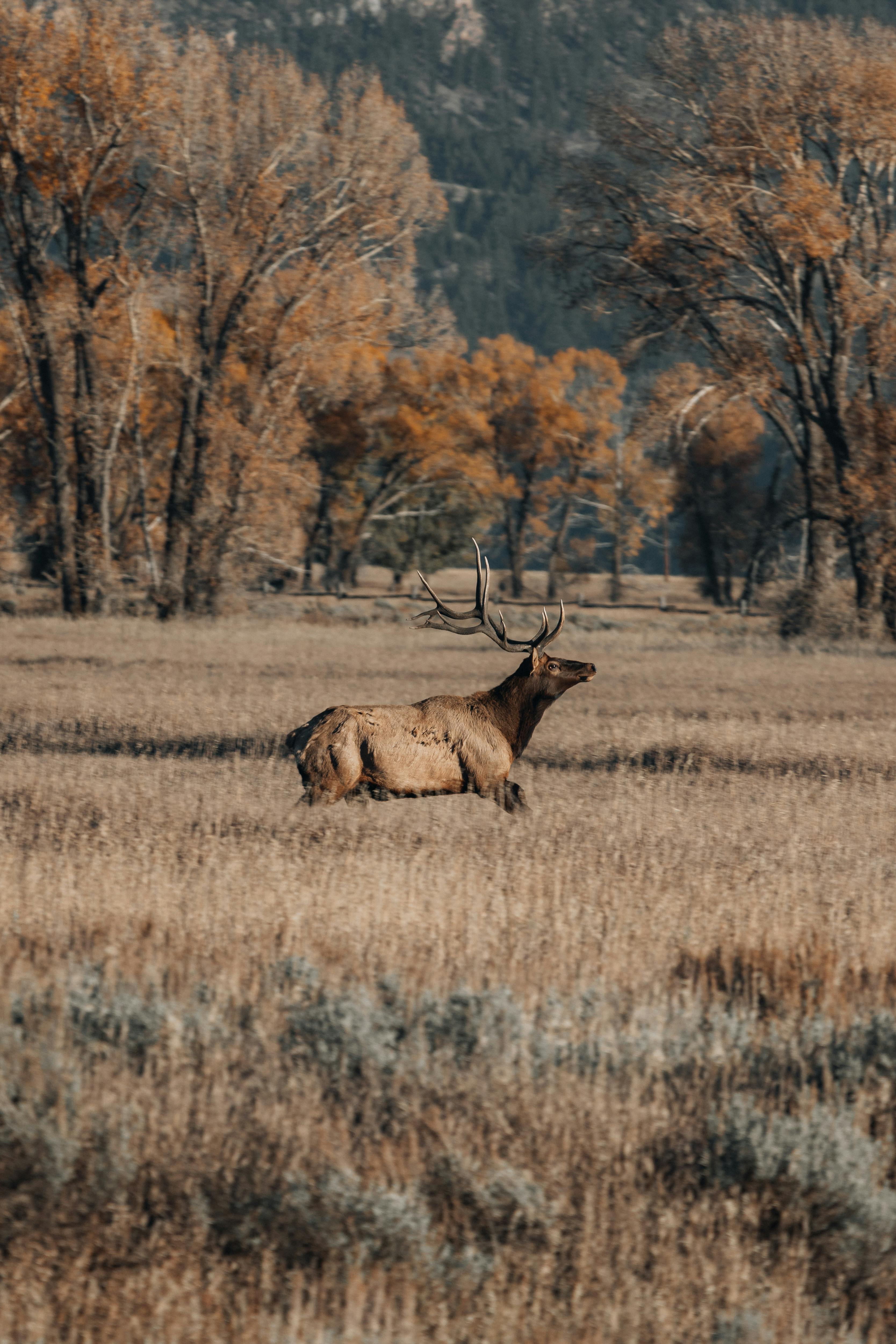 Brown Elk Standing on Grassland · Free Stock Photo