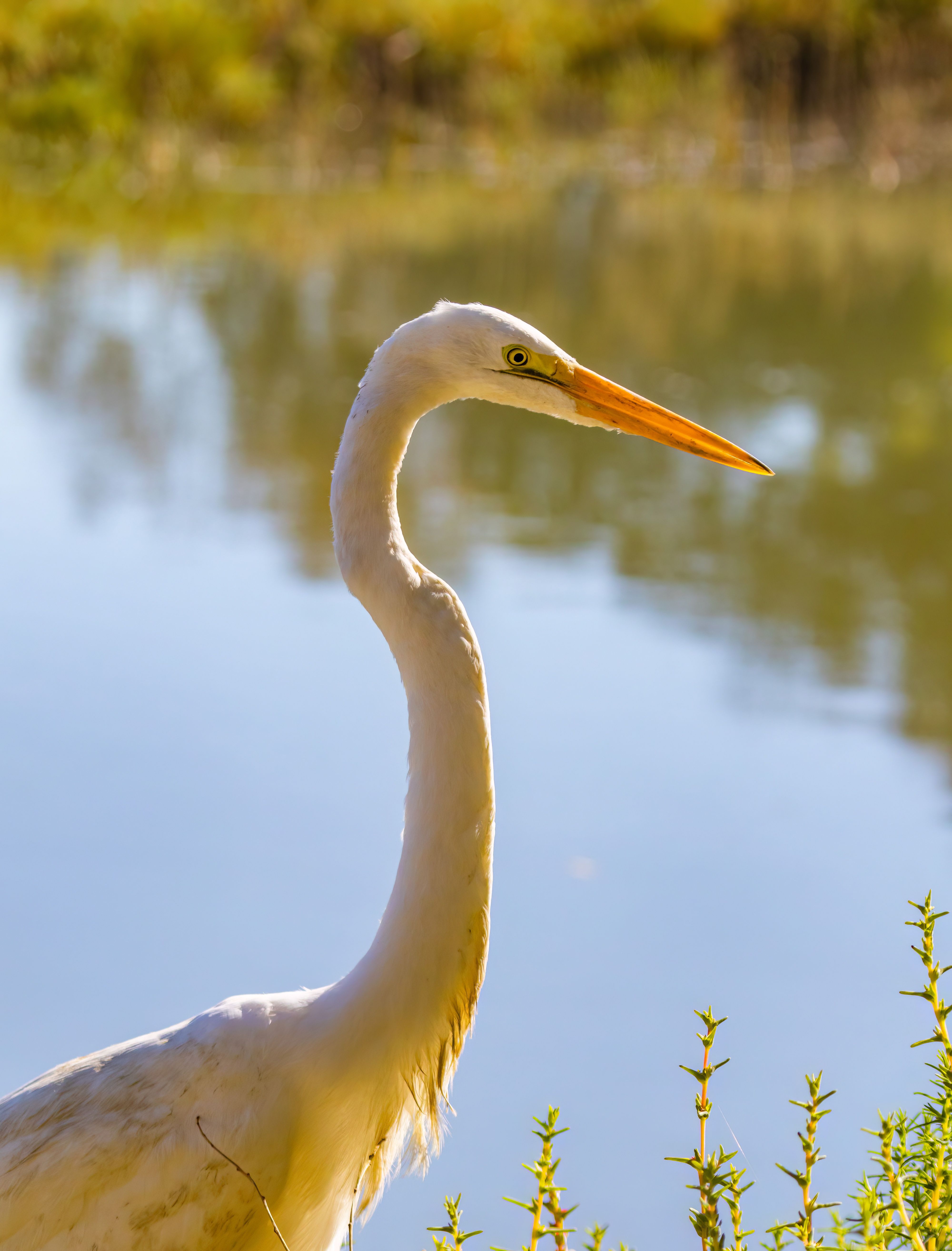Close-up of a Bird in Flight · Free Stock Photo
