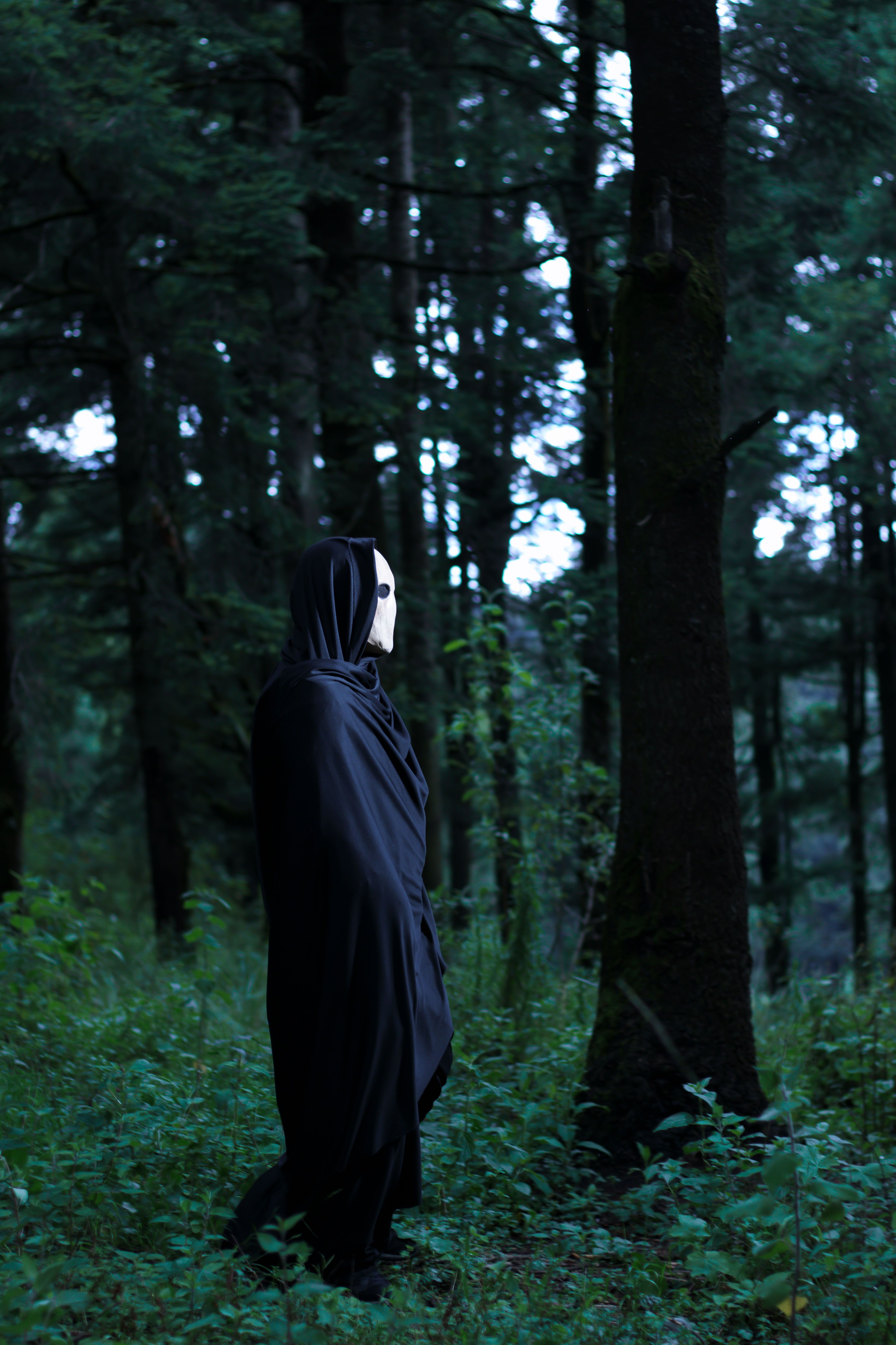 Bosque De Terror Photos, Download The BEST Free Bosque De Terror Stock ...