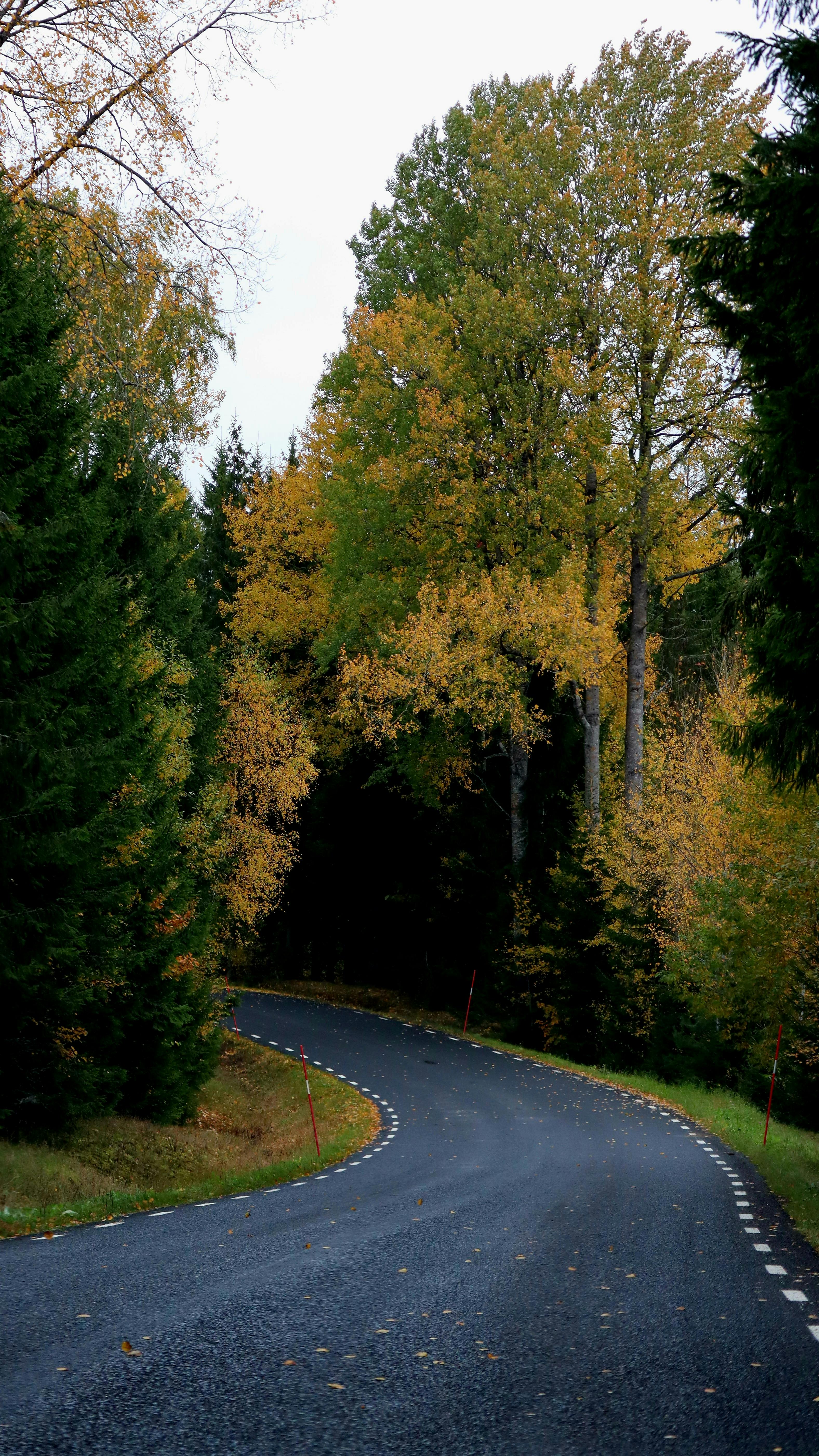 Green Trees on the Side of Concrete Mountains · Free Stock Photo