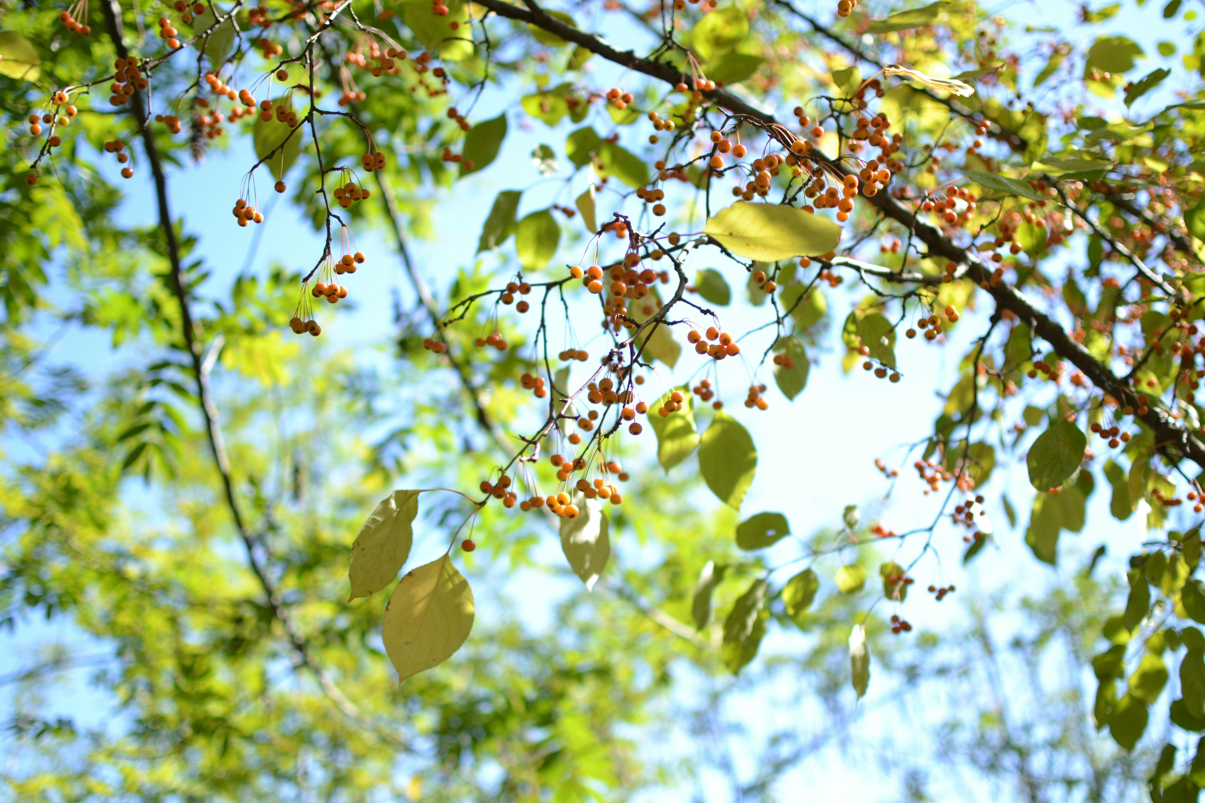 Blueberry Tree · Free Stock Photo