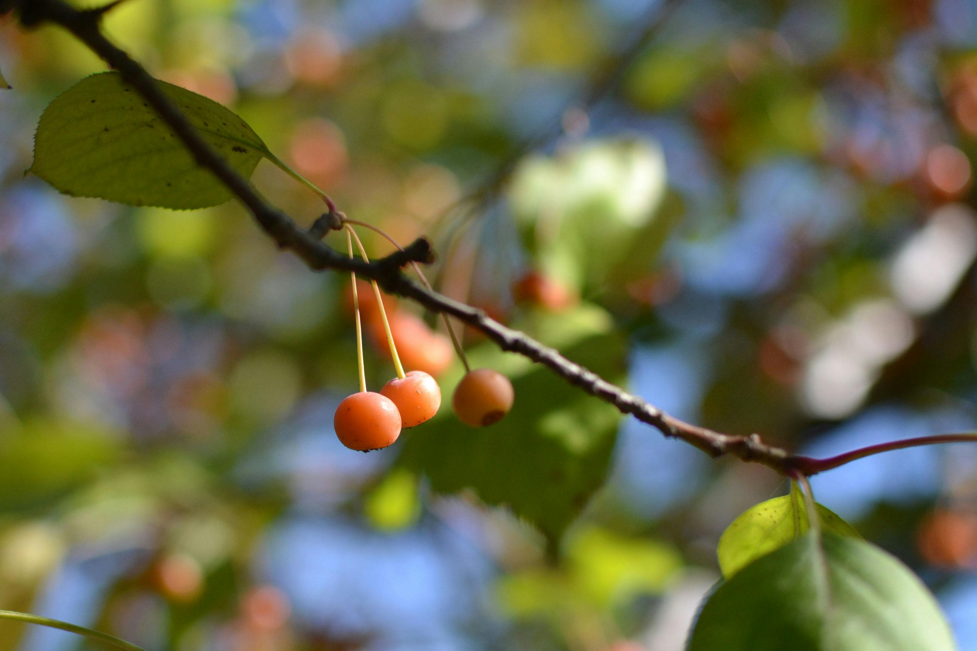 Blueberry Tree · Free Stock Photo