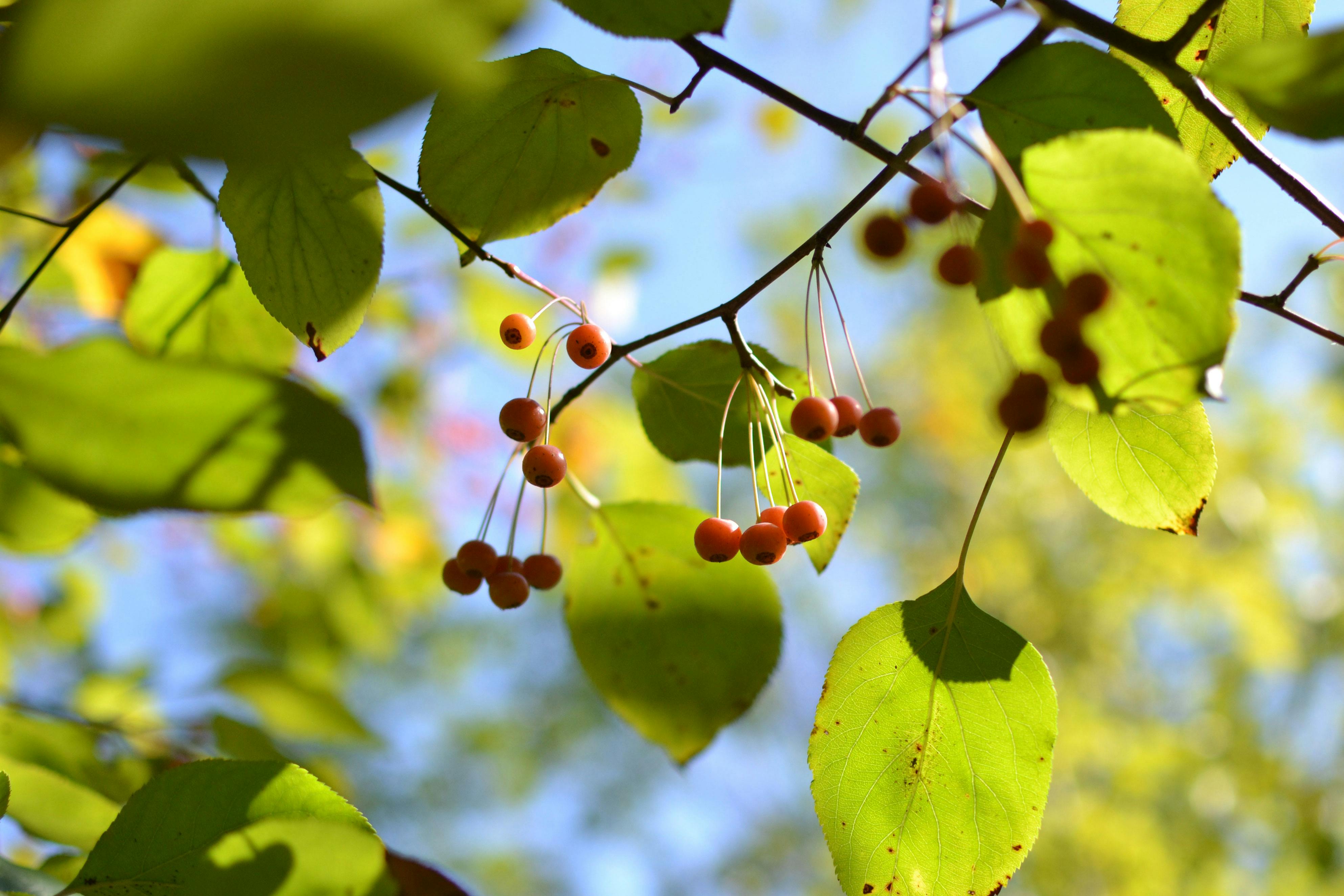 Blueberry Tree · Free Stock Photo