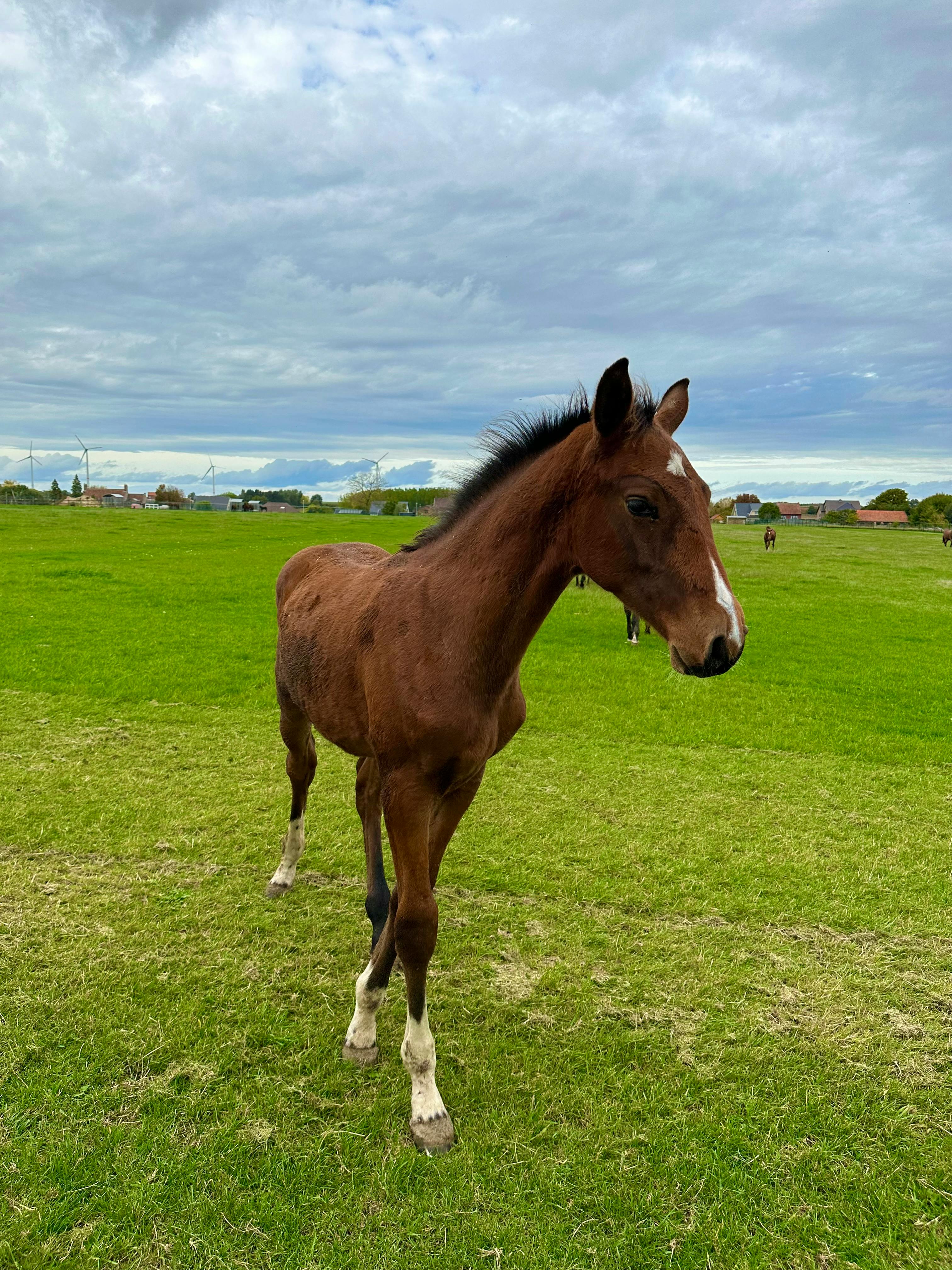 1+ Fotos y Imágenes de Halen's Gratis · Banco de Fotos Gratis