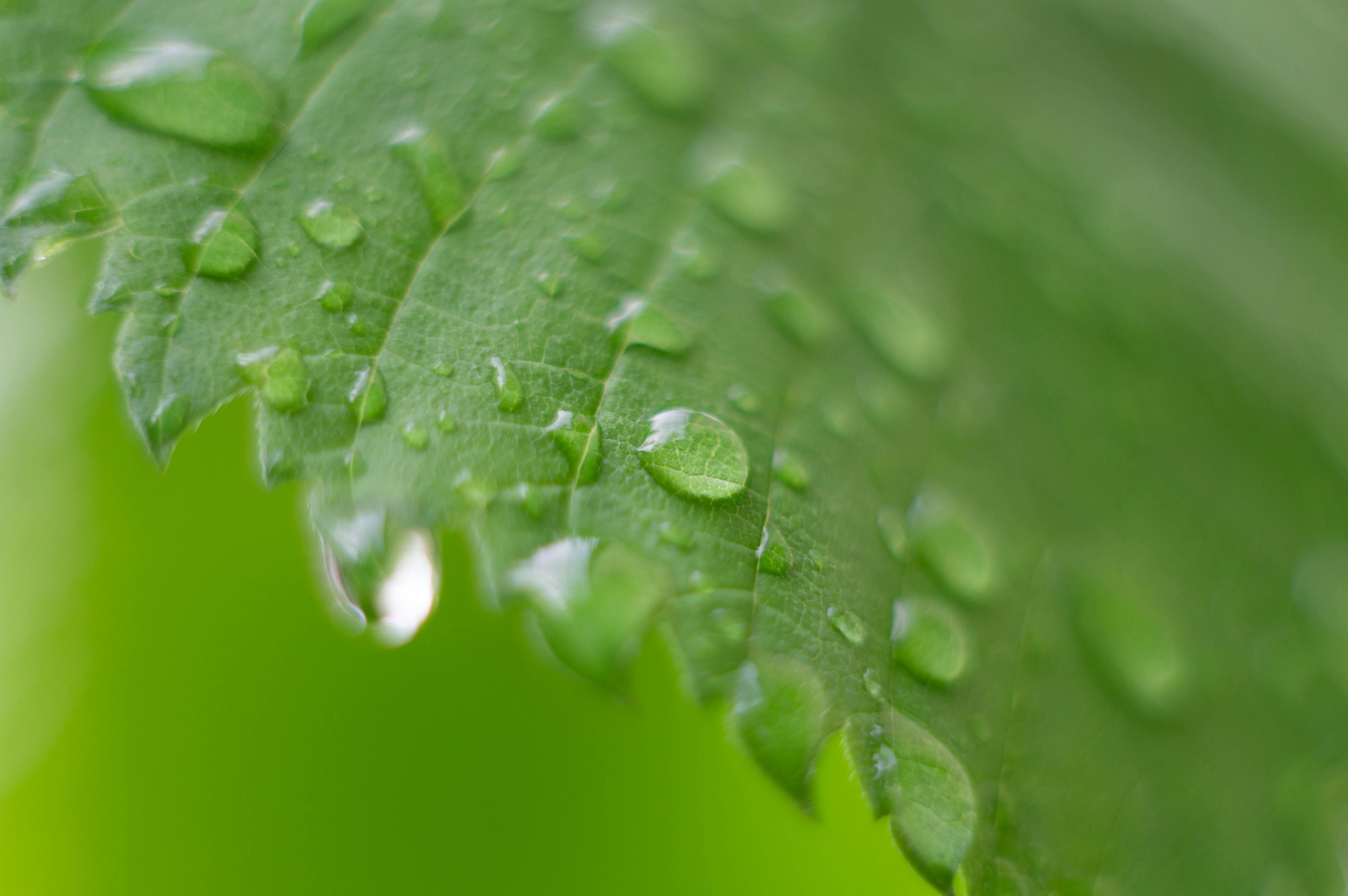 A Close-Up Shot of Water Droplets on Green Leaf · Free Stock Photo