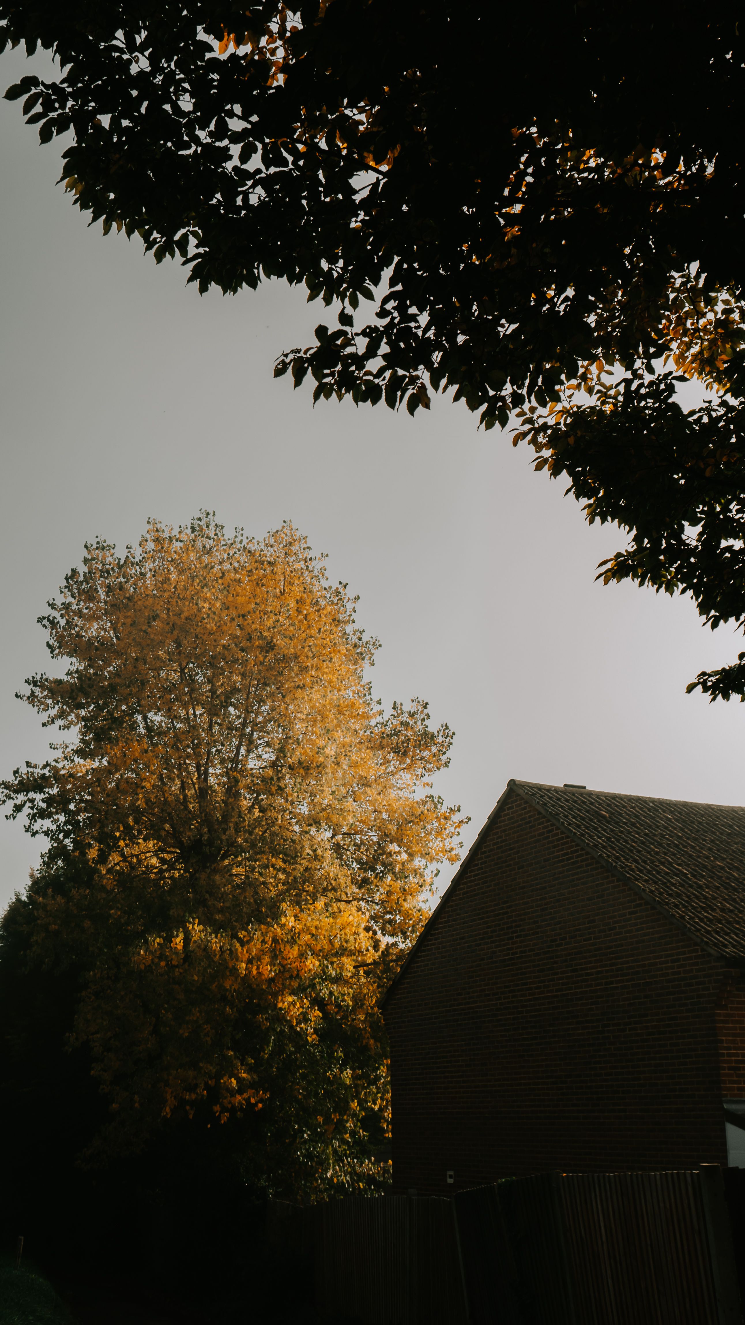 A Tree Beside Brown House During Autumn · Free Stock Photo