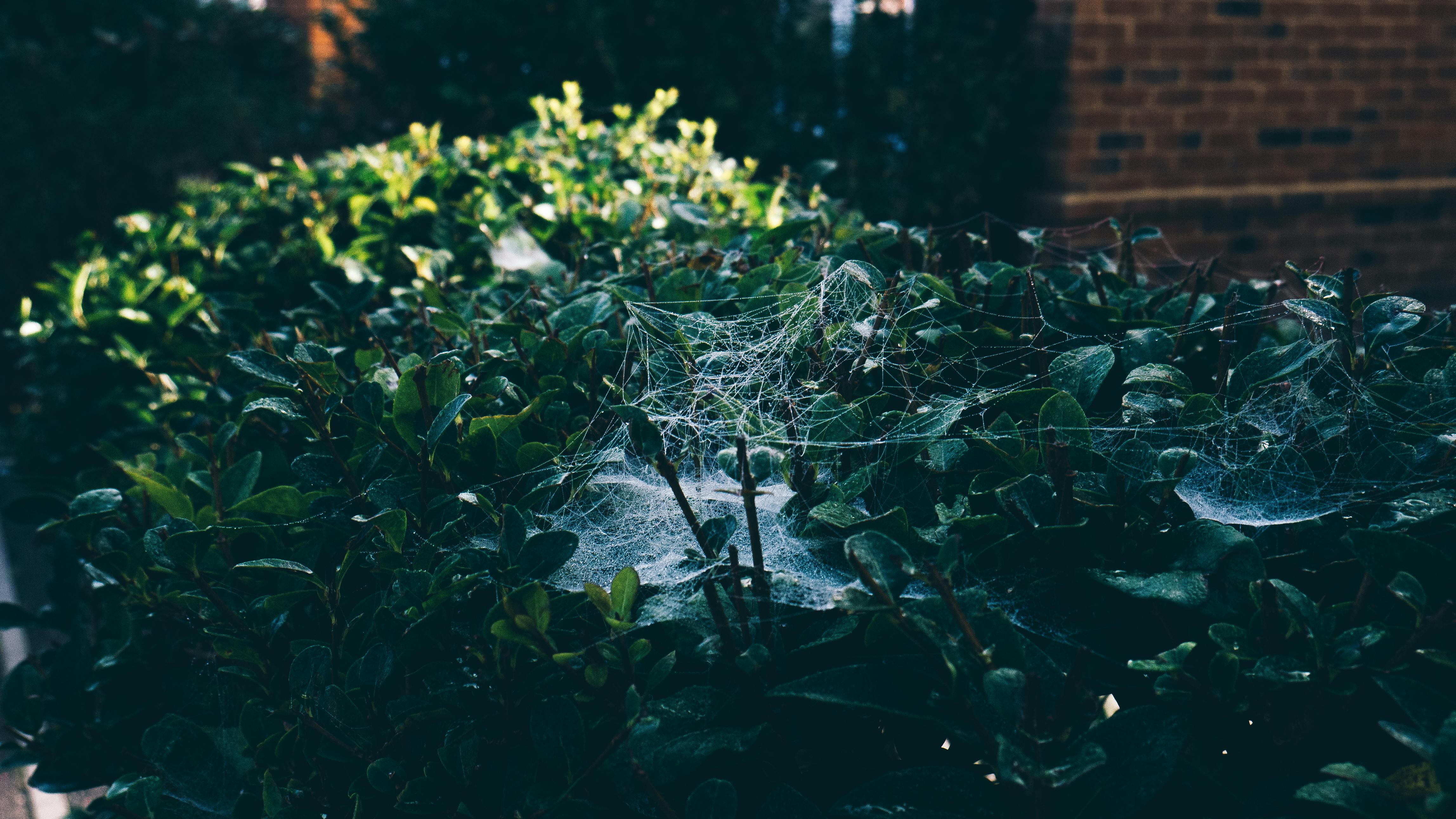 Ryan Collis - 摄影