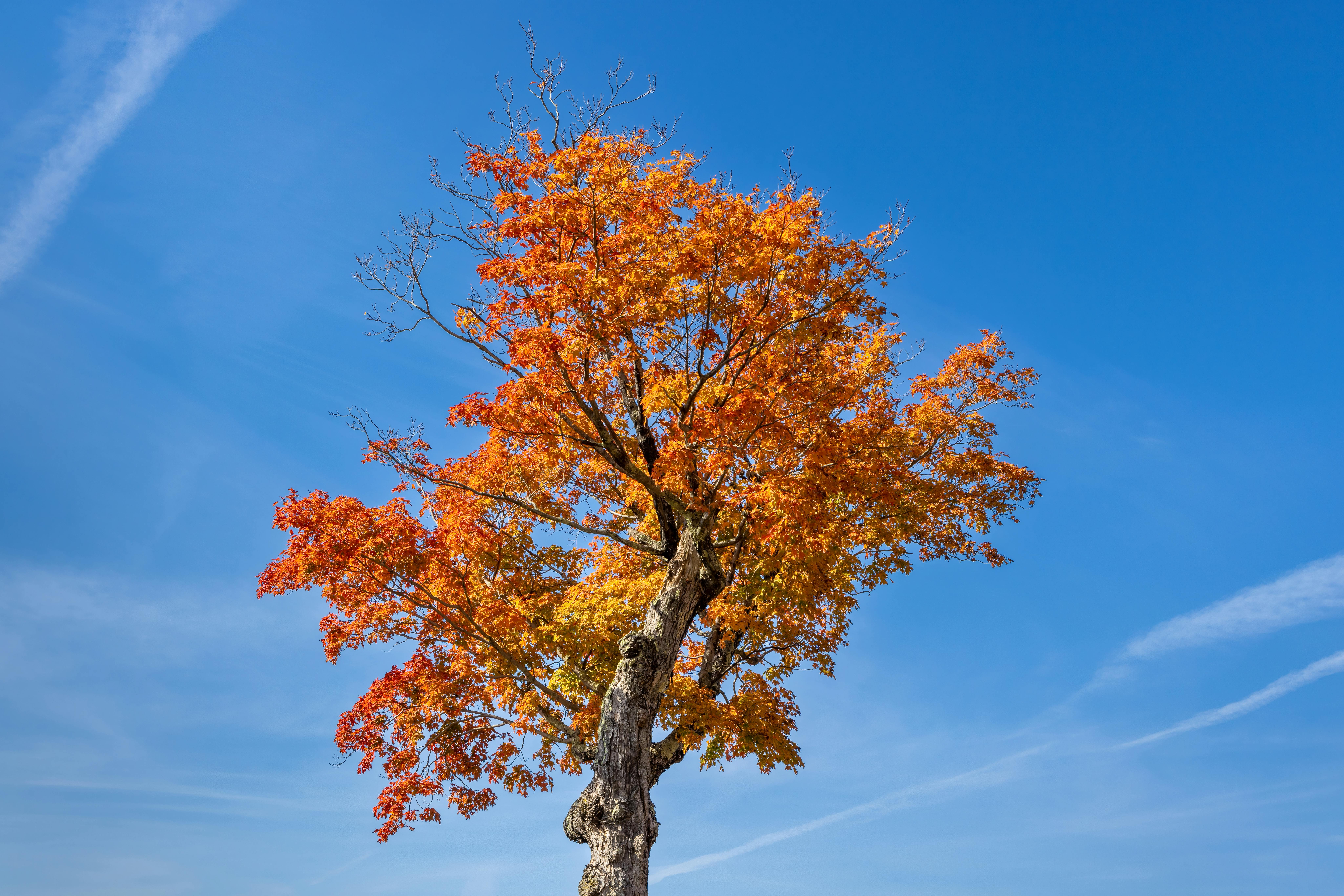 A Tree With Orange Leaves · Free Stock Photo