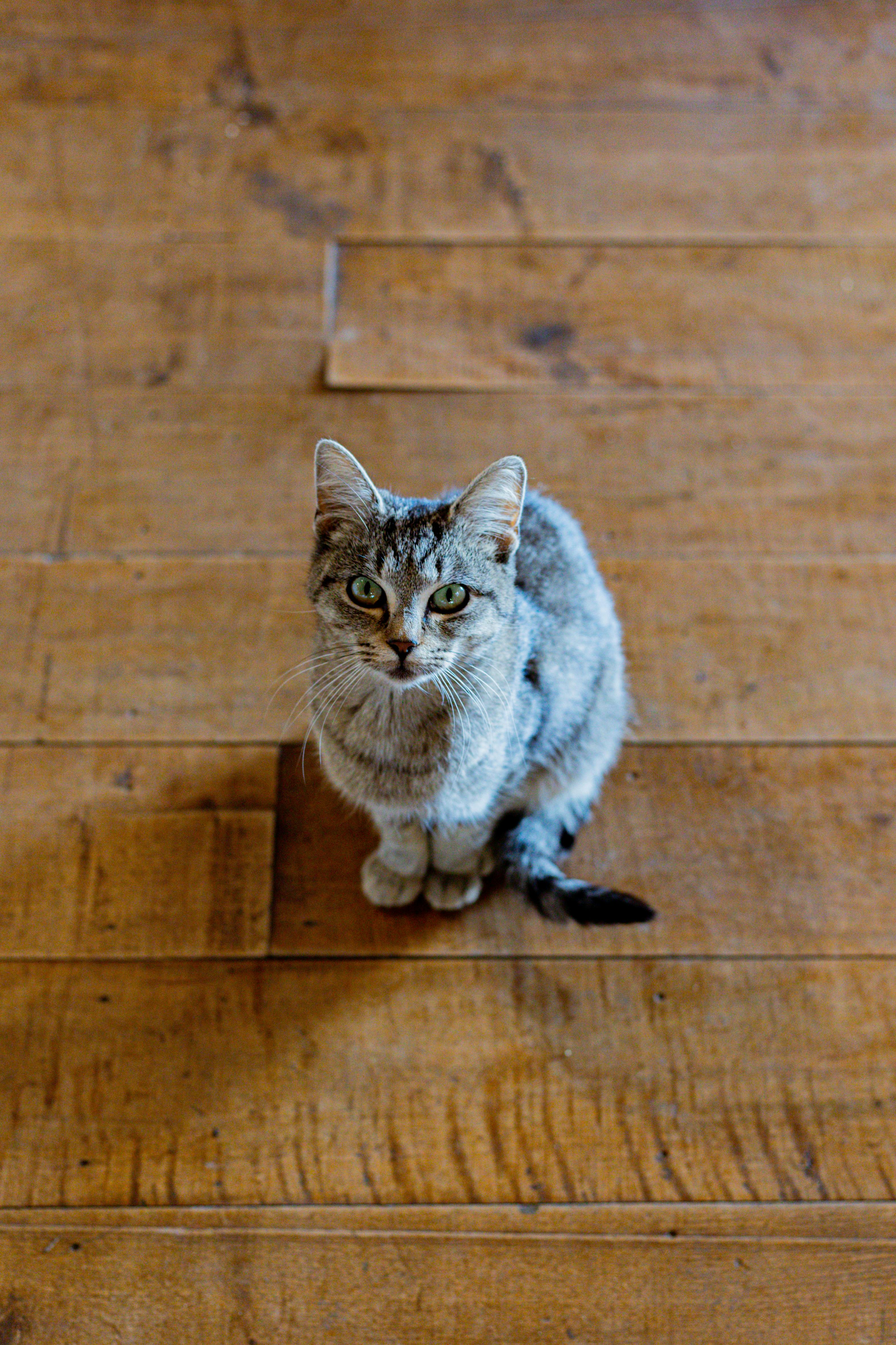 A Tabby Cat on a Table · Free Stock Photo