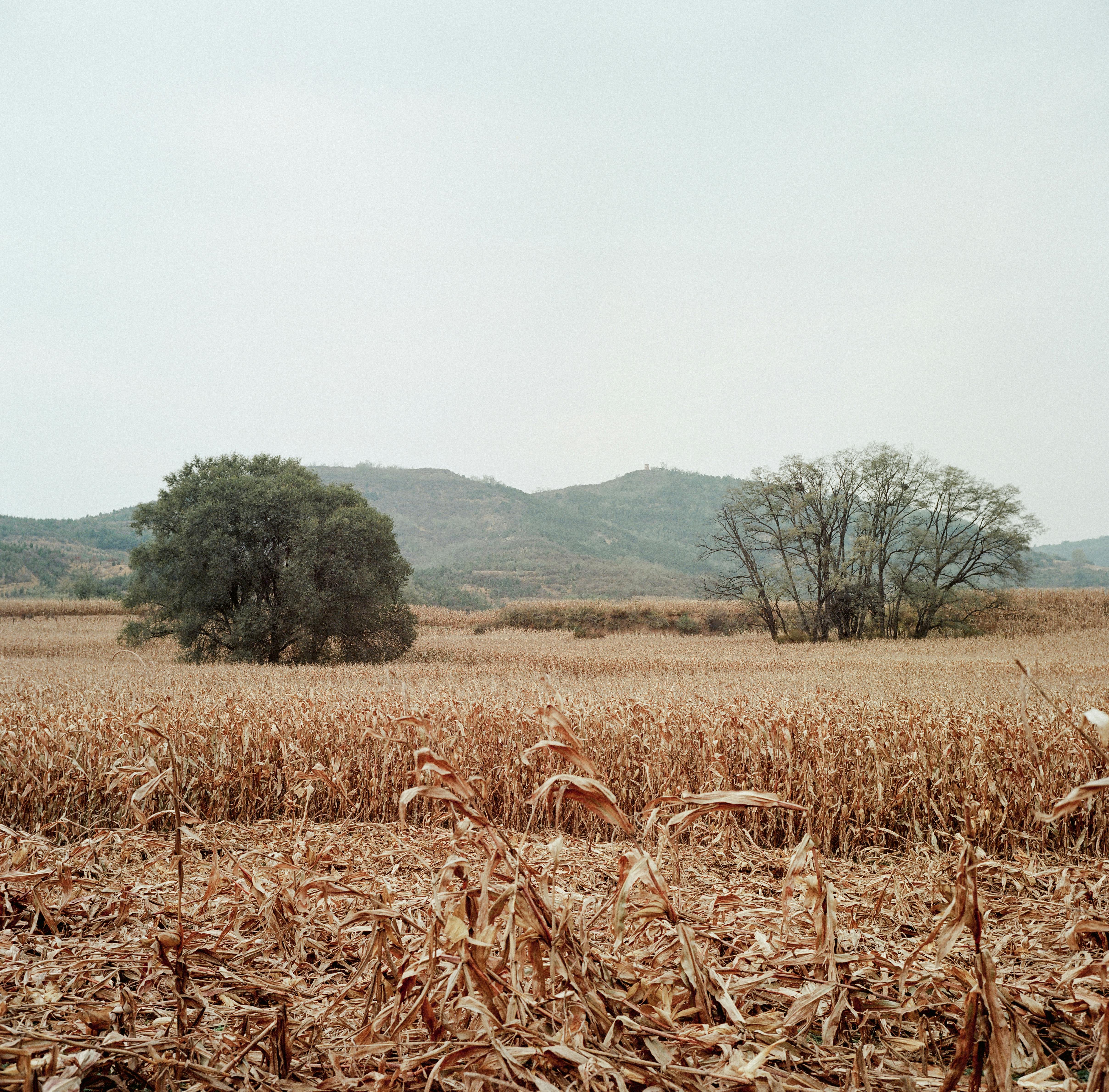 Dry Corn Field in Countryside · Free Stock Photo