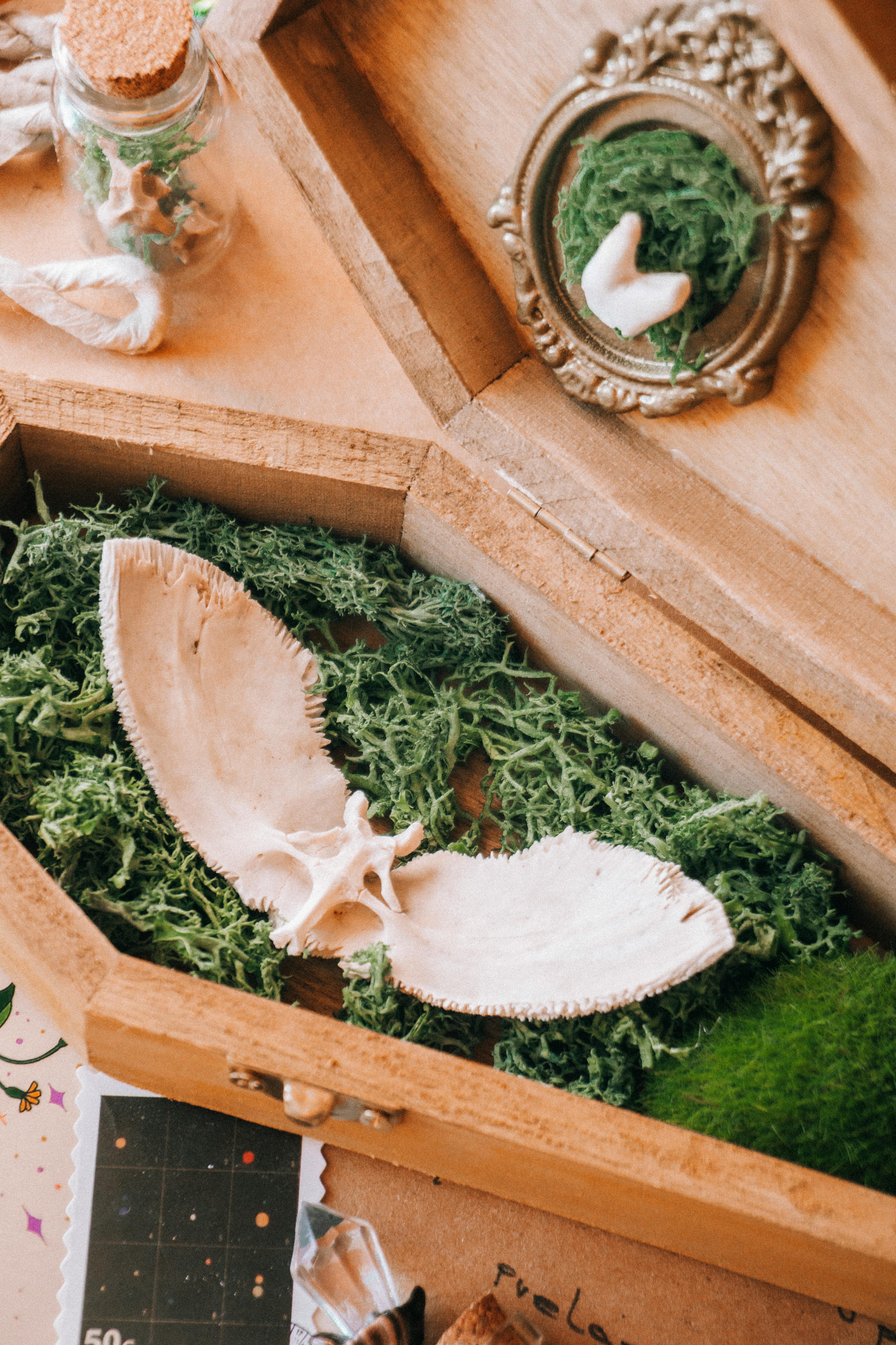 Strange Things in Wooden Box · Free Stock Photo