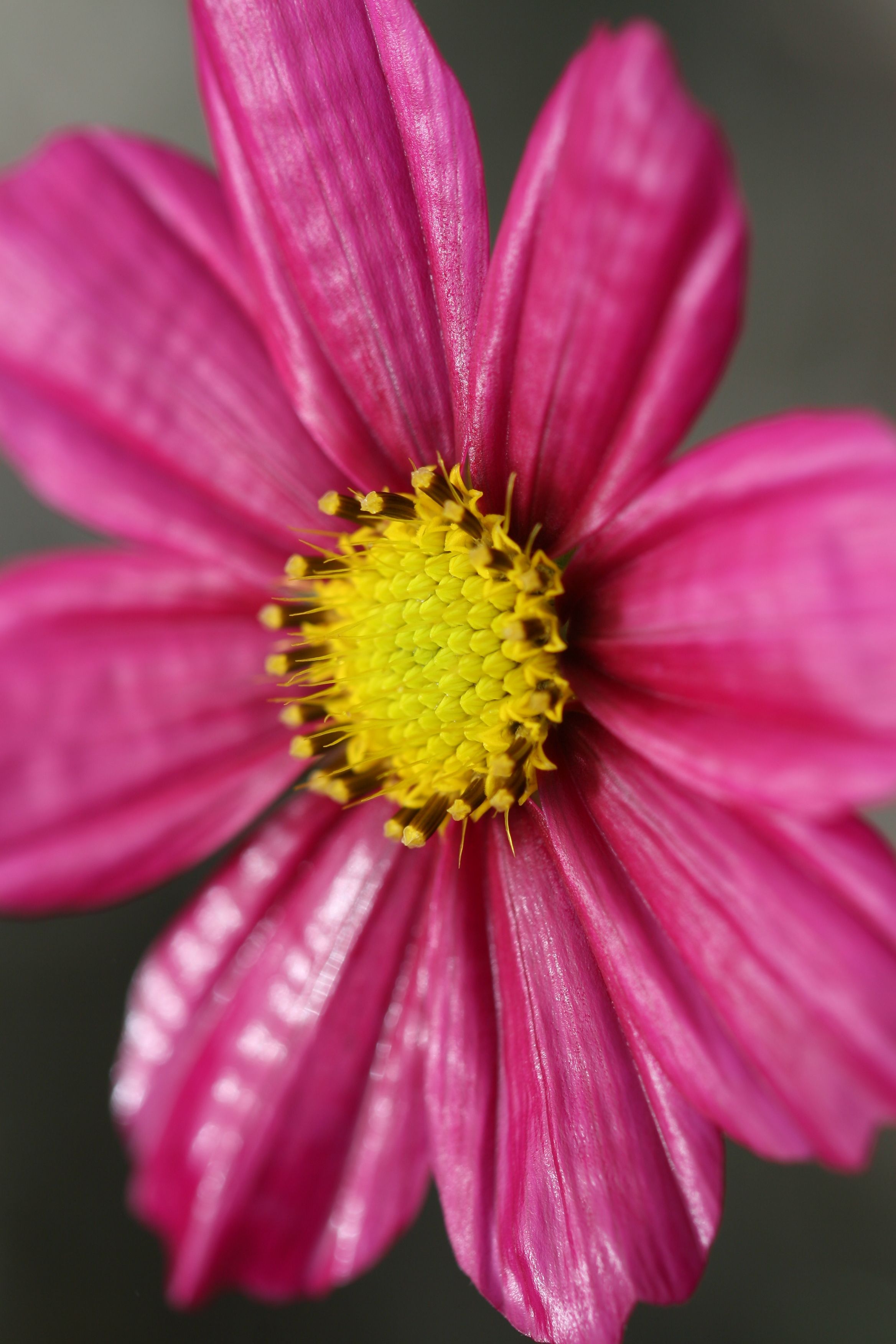 Foto de stock gratuita sobre flor, flora, floración, flores, fotografía ...