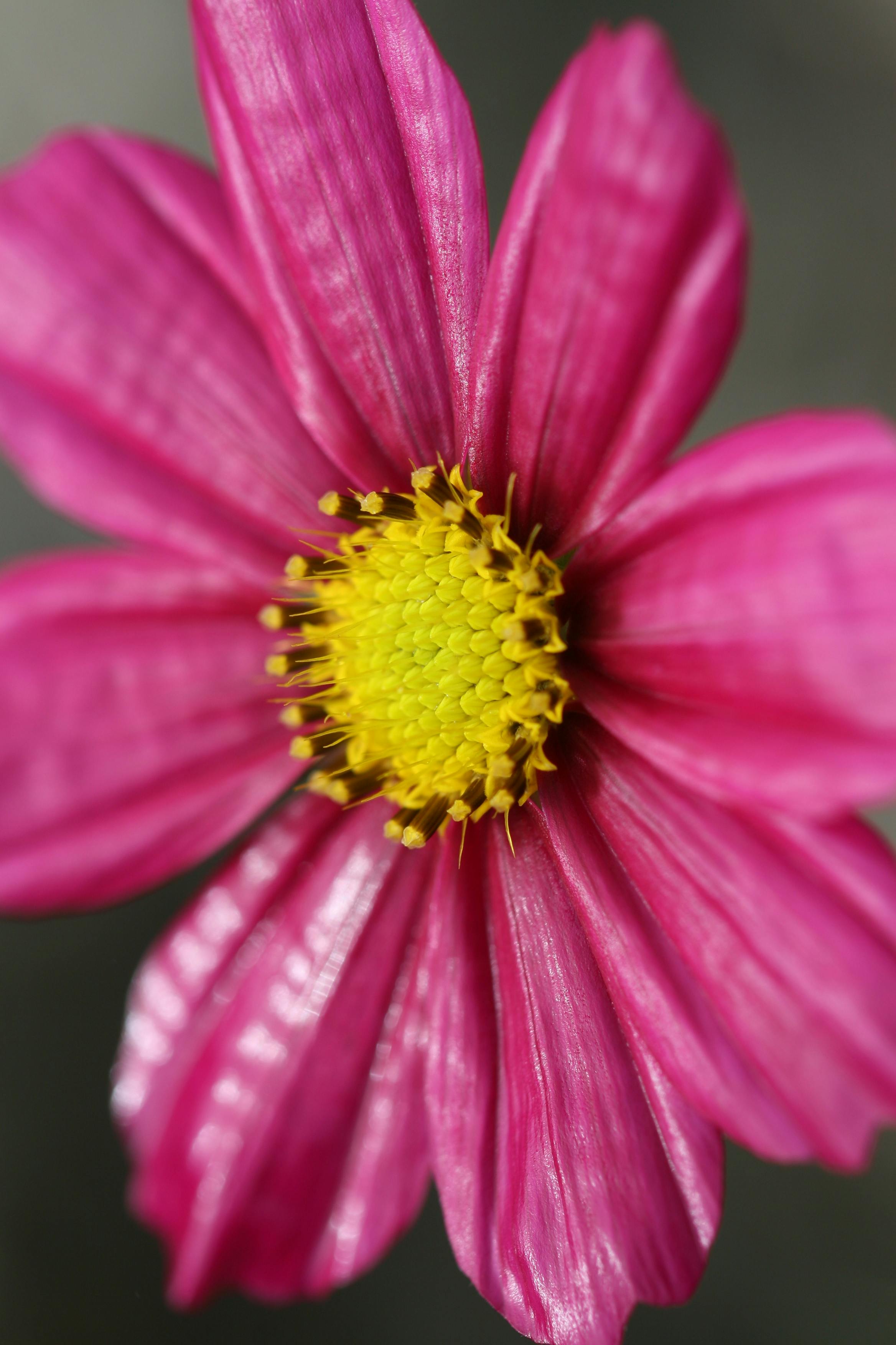 Foto de stock gratuita sobre flor, flora, floración, flores, fotografía ...