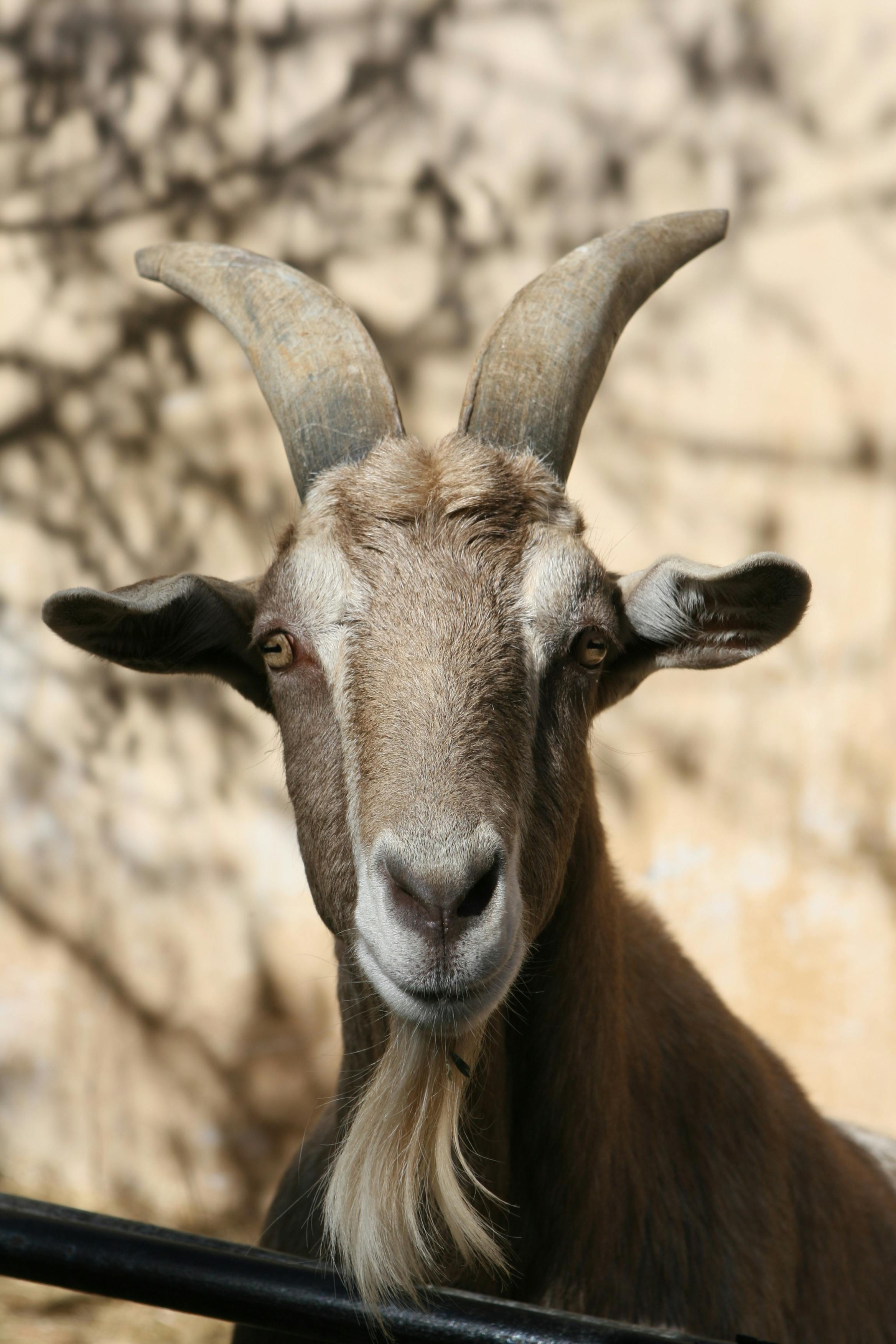 A Close-Up Shot of a Thuringian Goat · Free Stock Photo