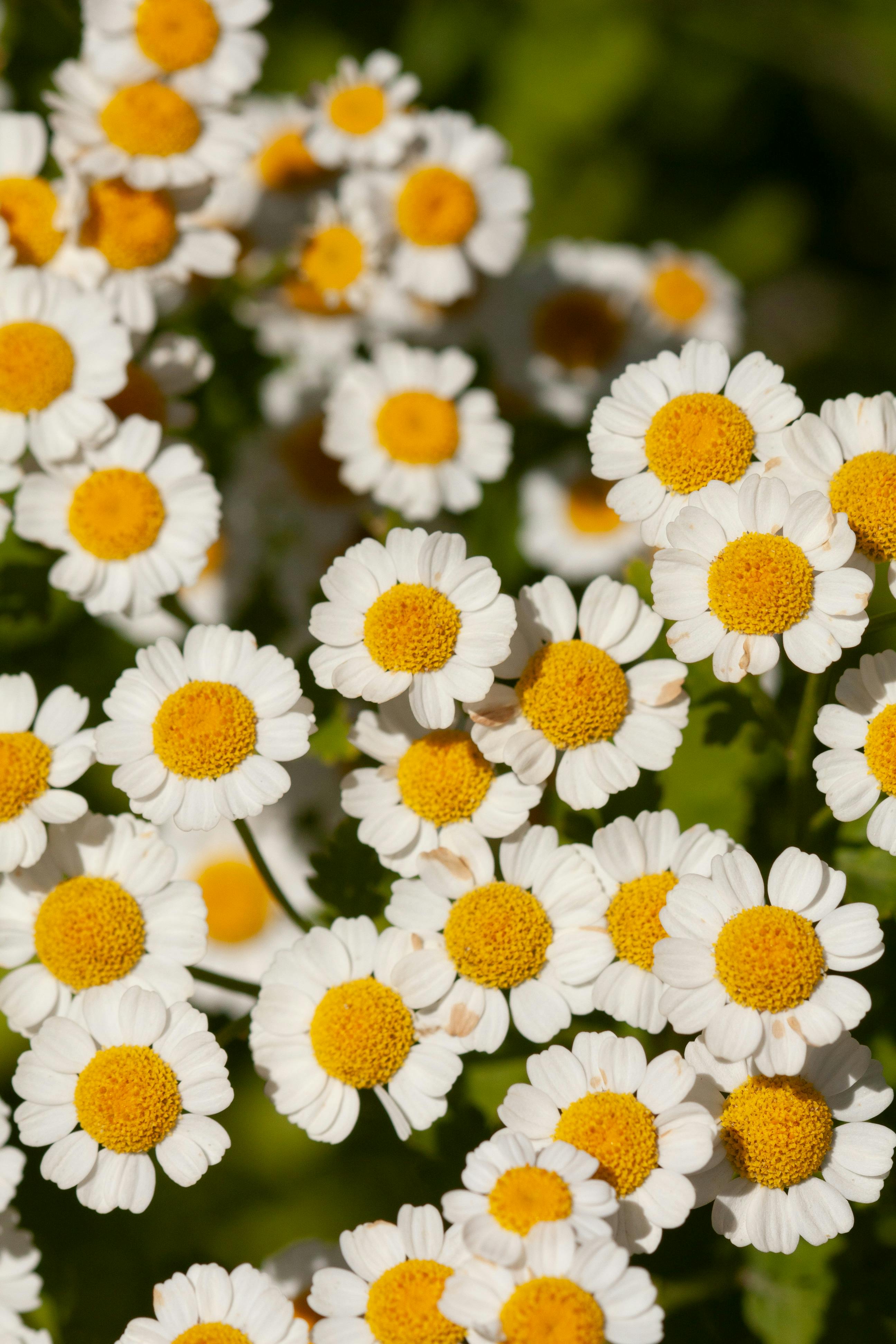 Close-Up Shot of Feverfew Flowers · Free Stock Photo
