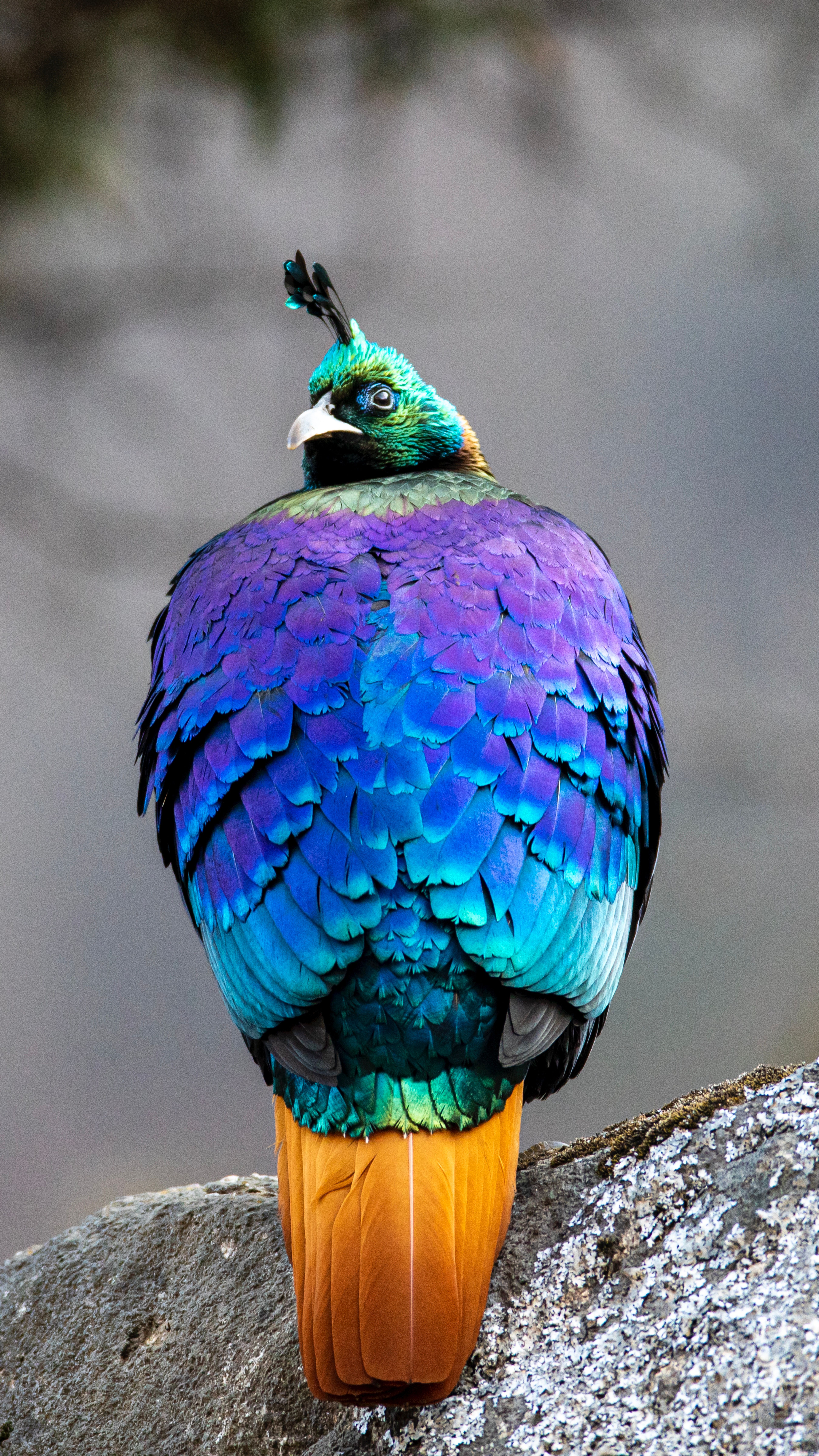 Close-Up Shot of a Himalayan Monal · Free Stock Photo