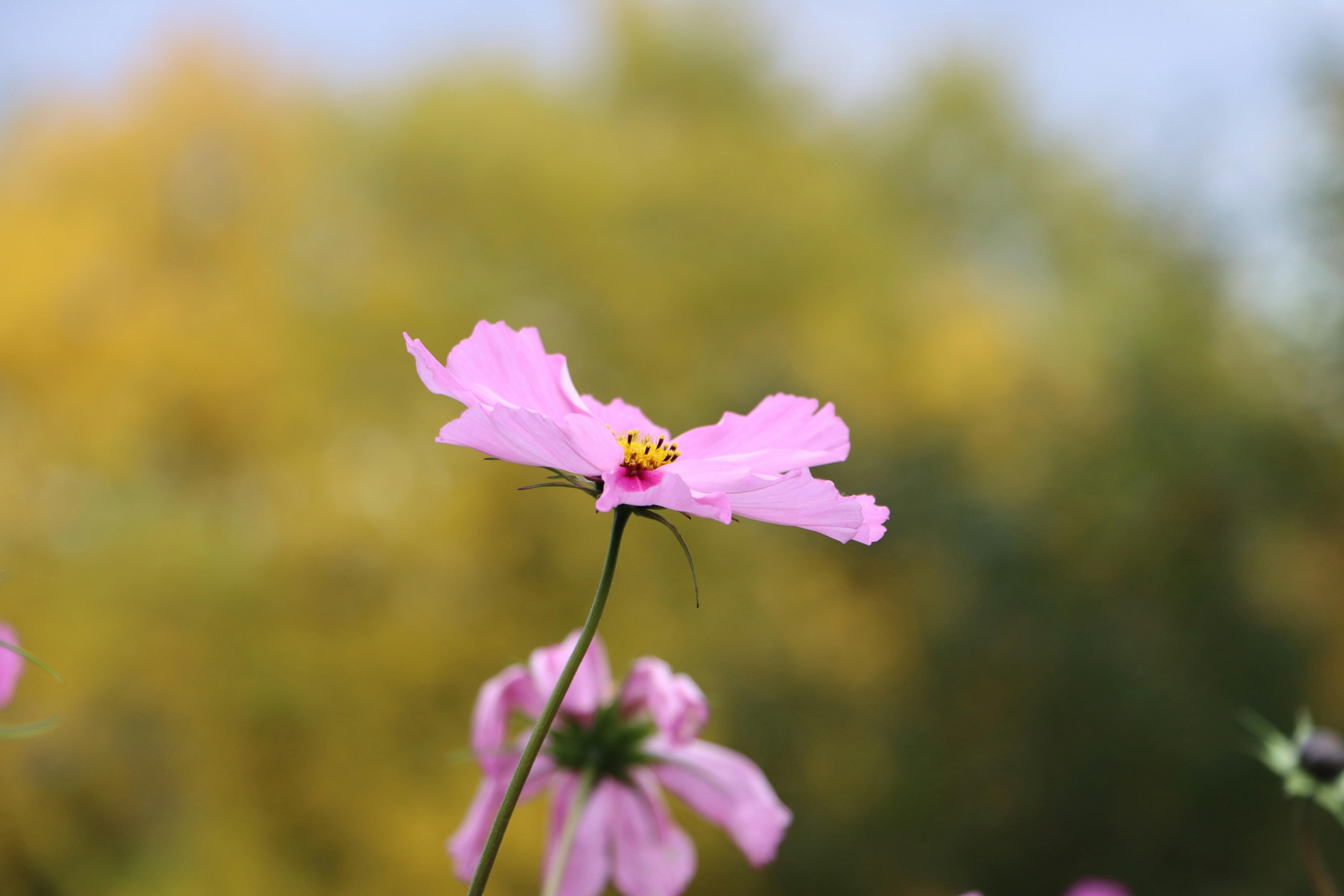 A Pink Flower in Full Bloom · Free Stock Photo
