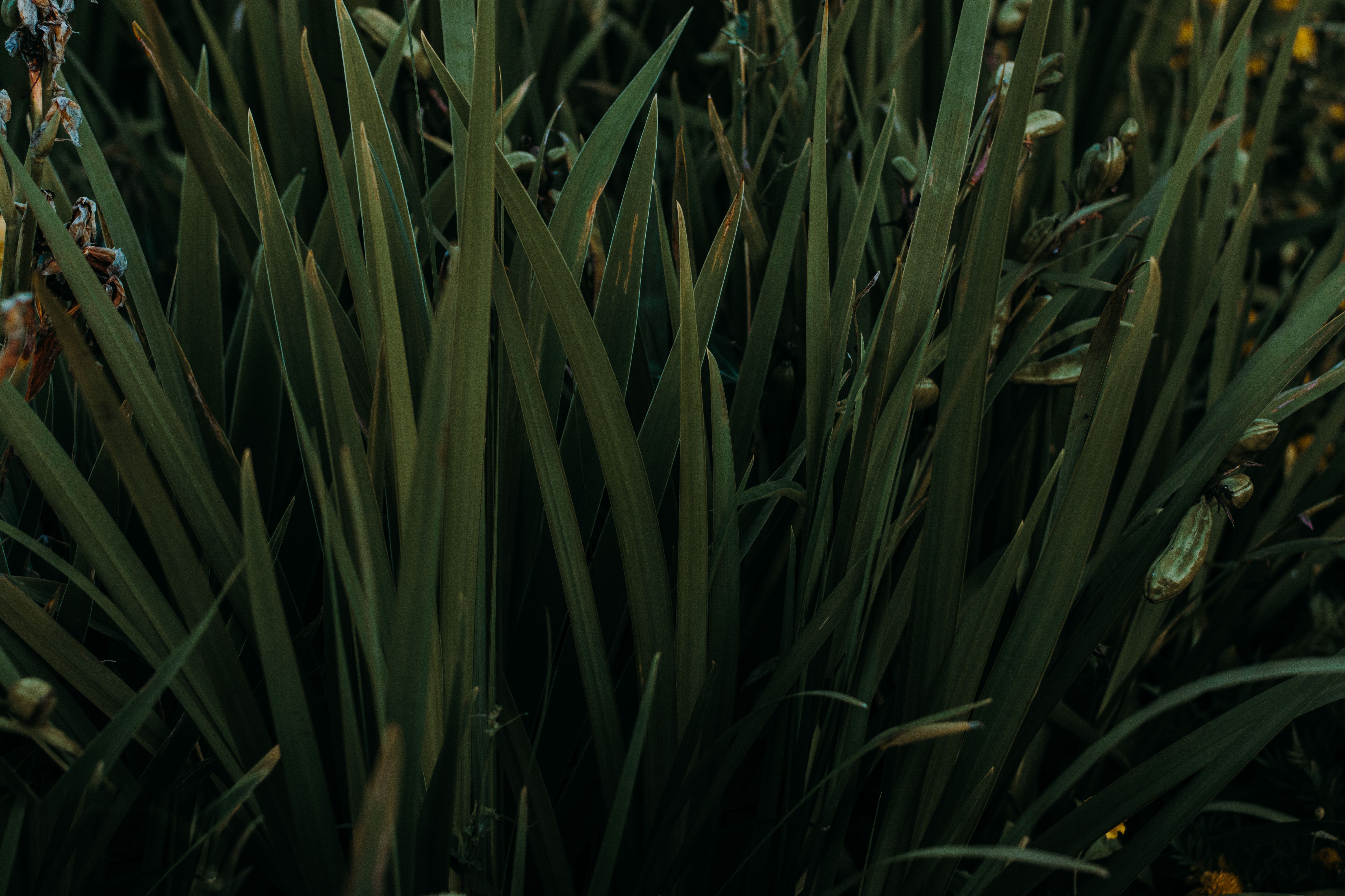 Close-up Photography of Green Grass · Free Stock Photo