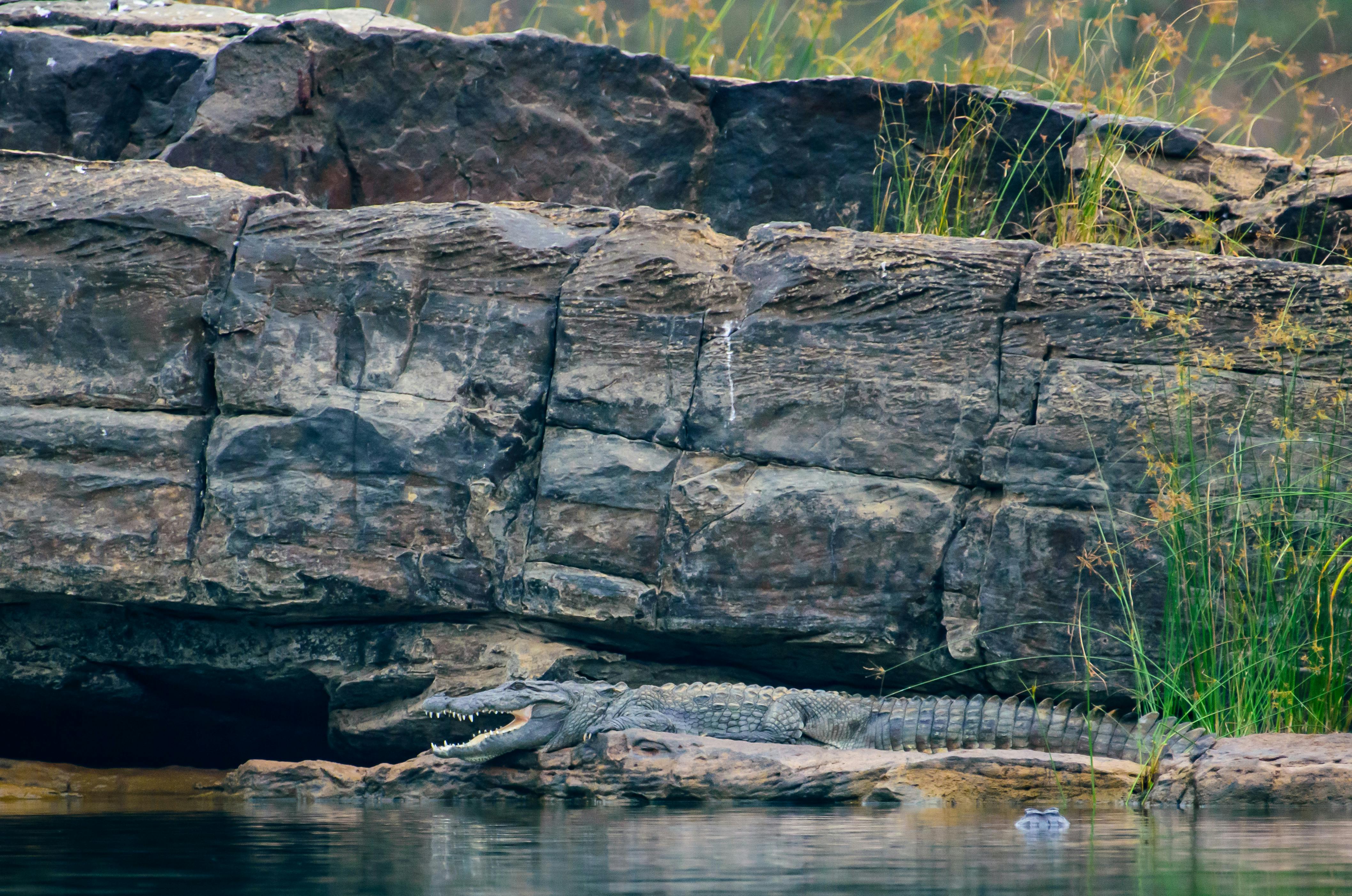 Crocodile near Rocks · Free Stock Photo
