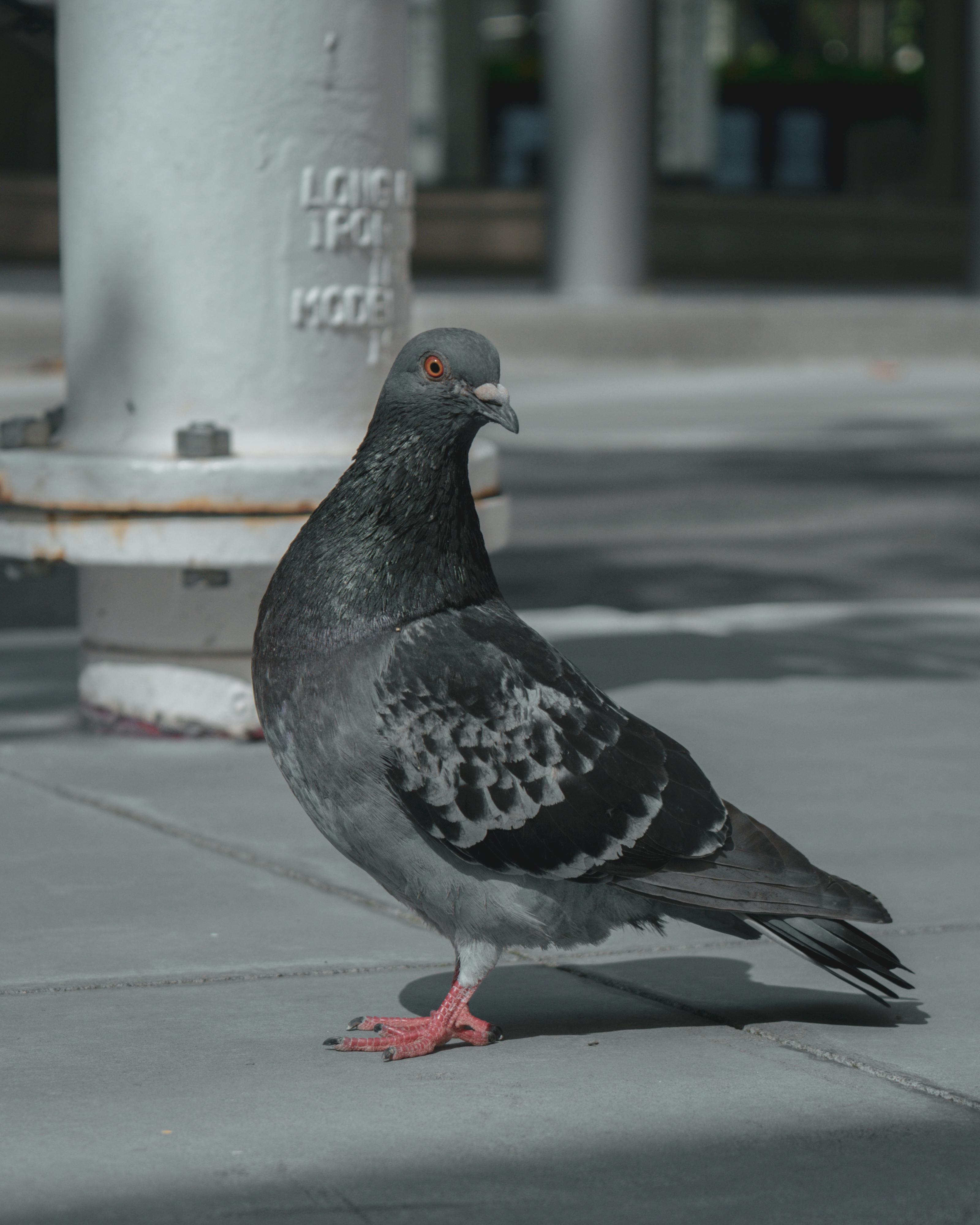 Close-up of a Pigeon · Free Stock Photo