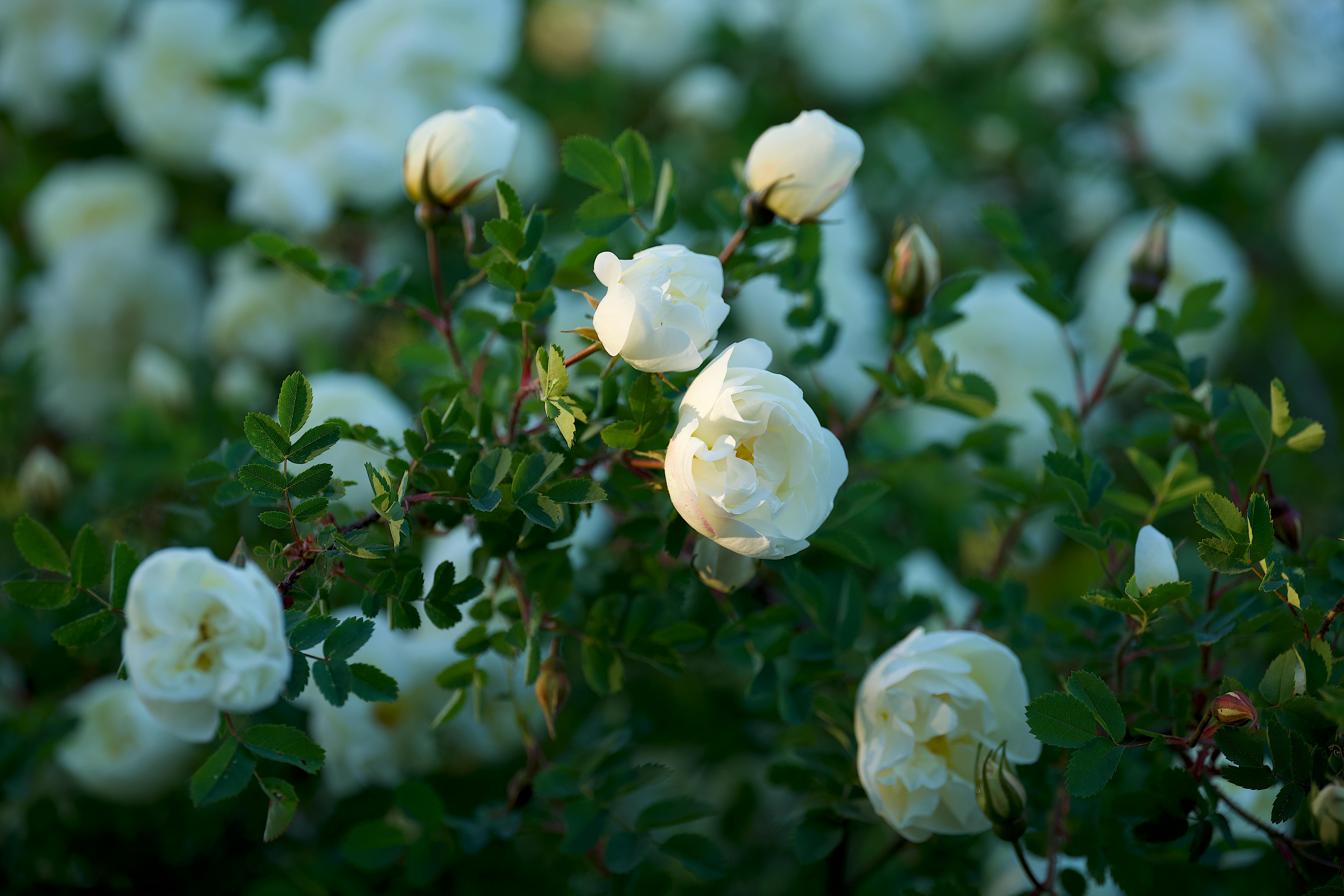 Photo of White Roses in Bloom · Free Stock Photo