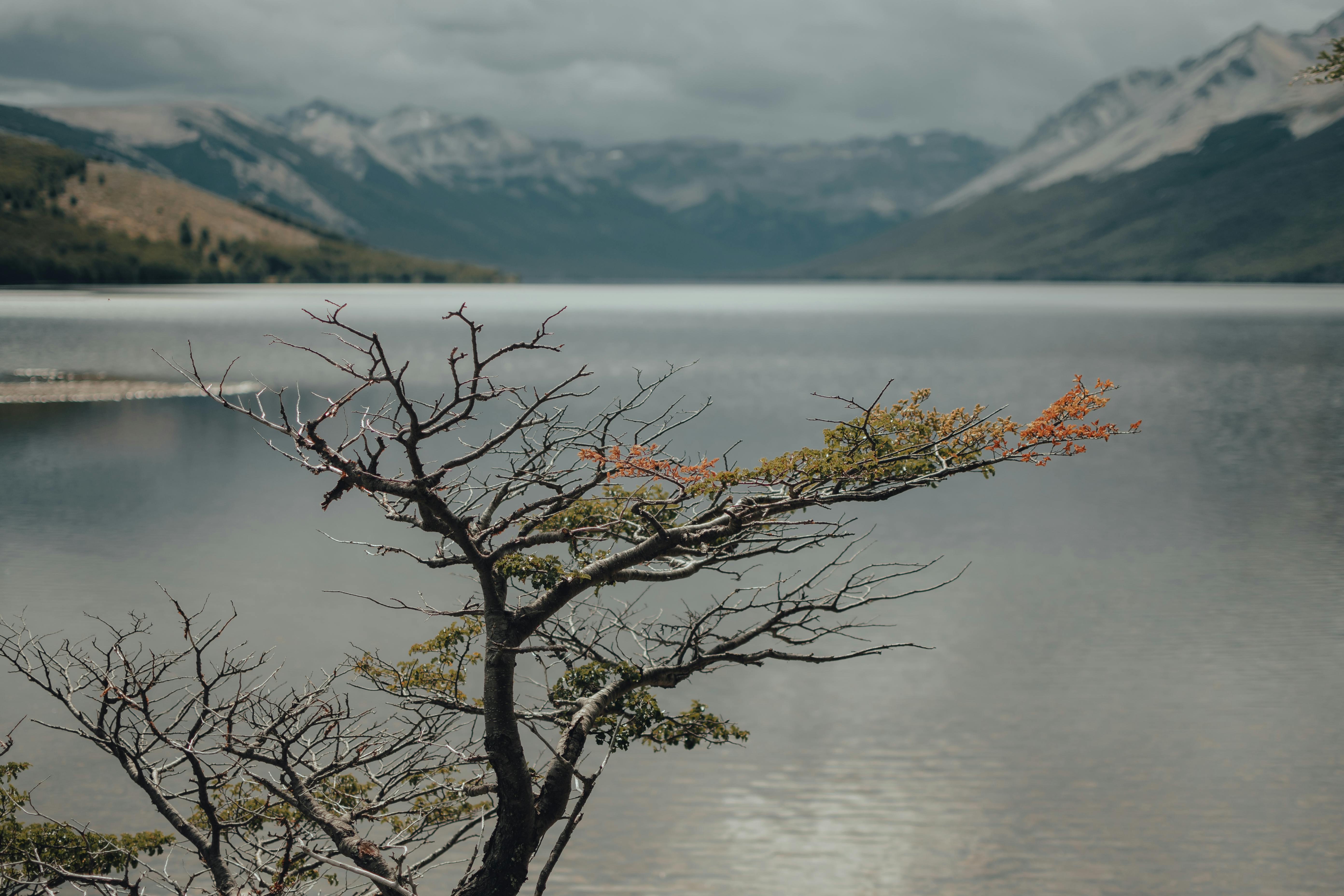 Tranquility Mountain Landscape with a Tree and a Lake · Free Stock Photo