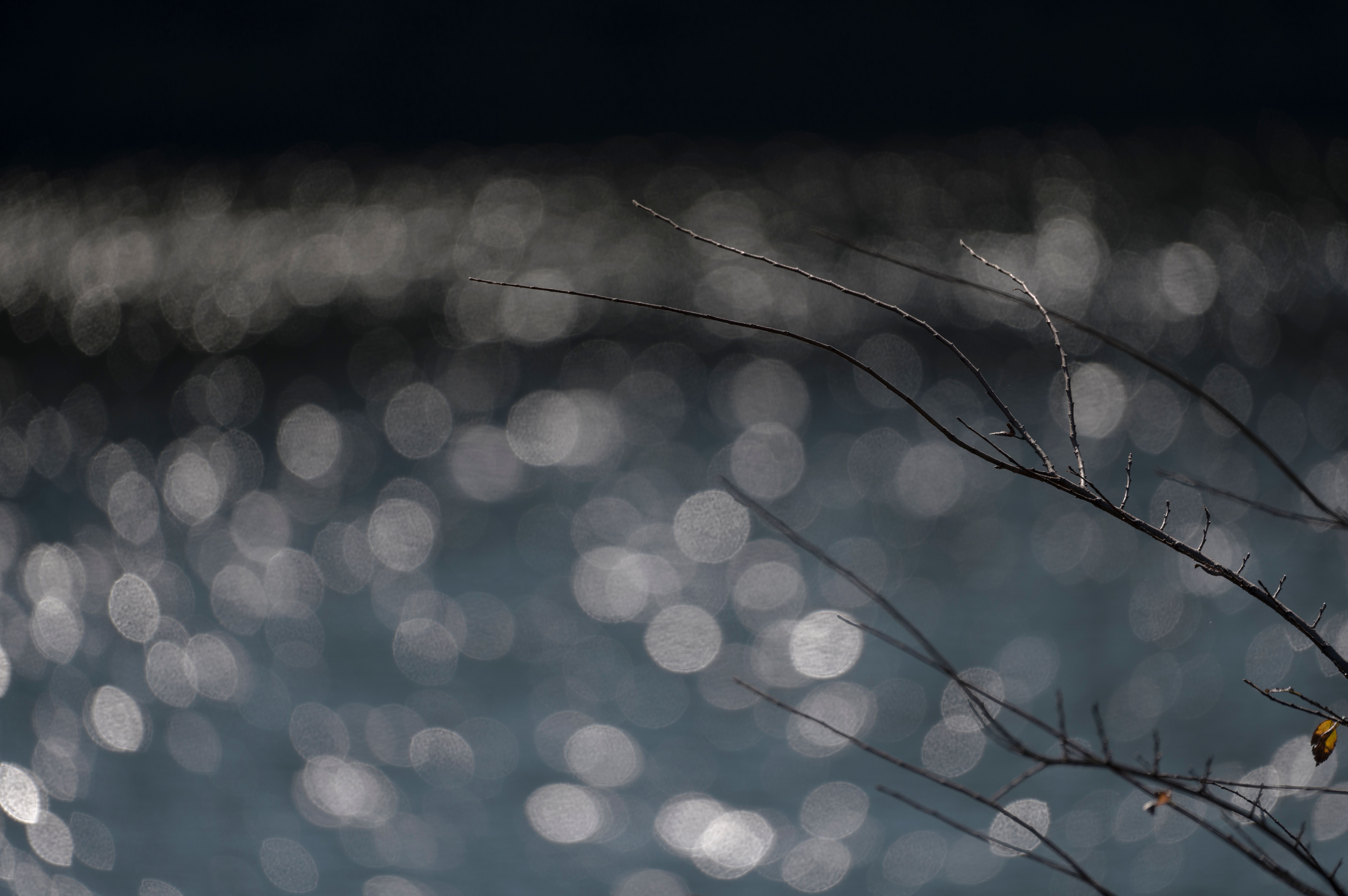 Close-Up Shot of Leafless Plant · Free Stock Photo
