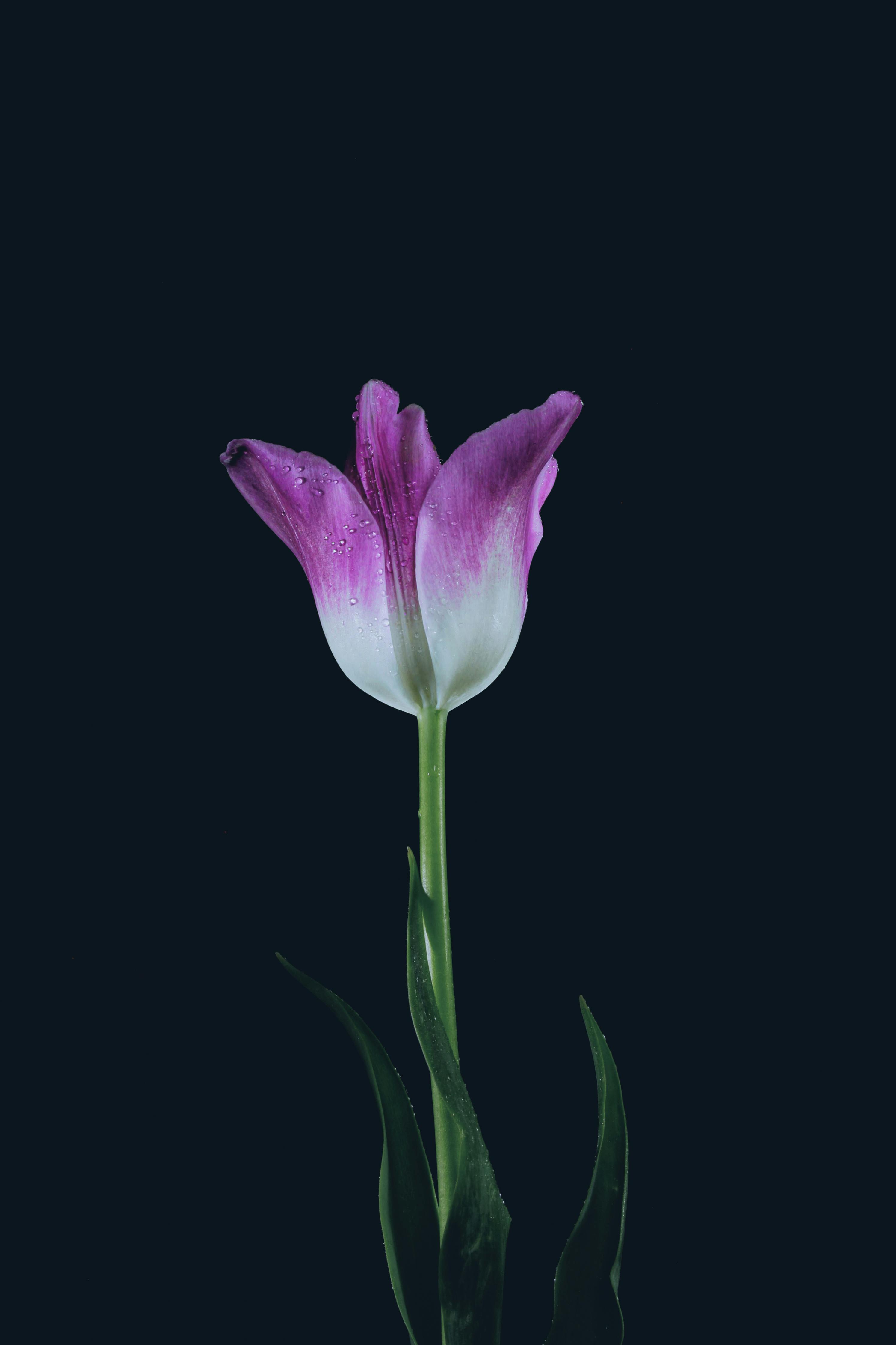 Close-Up Shot of a Tulip · Free Stock Photo