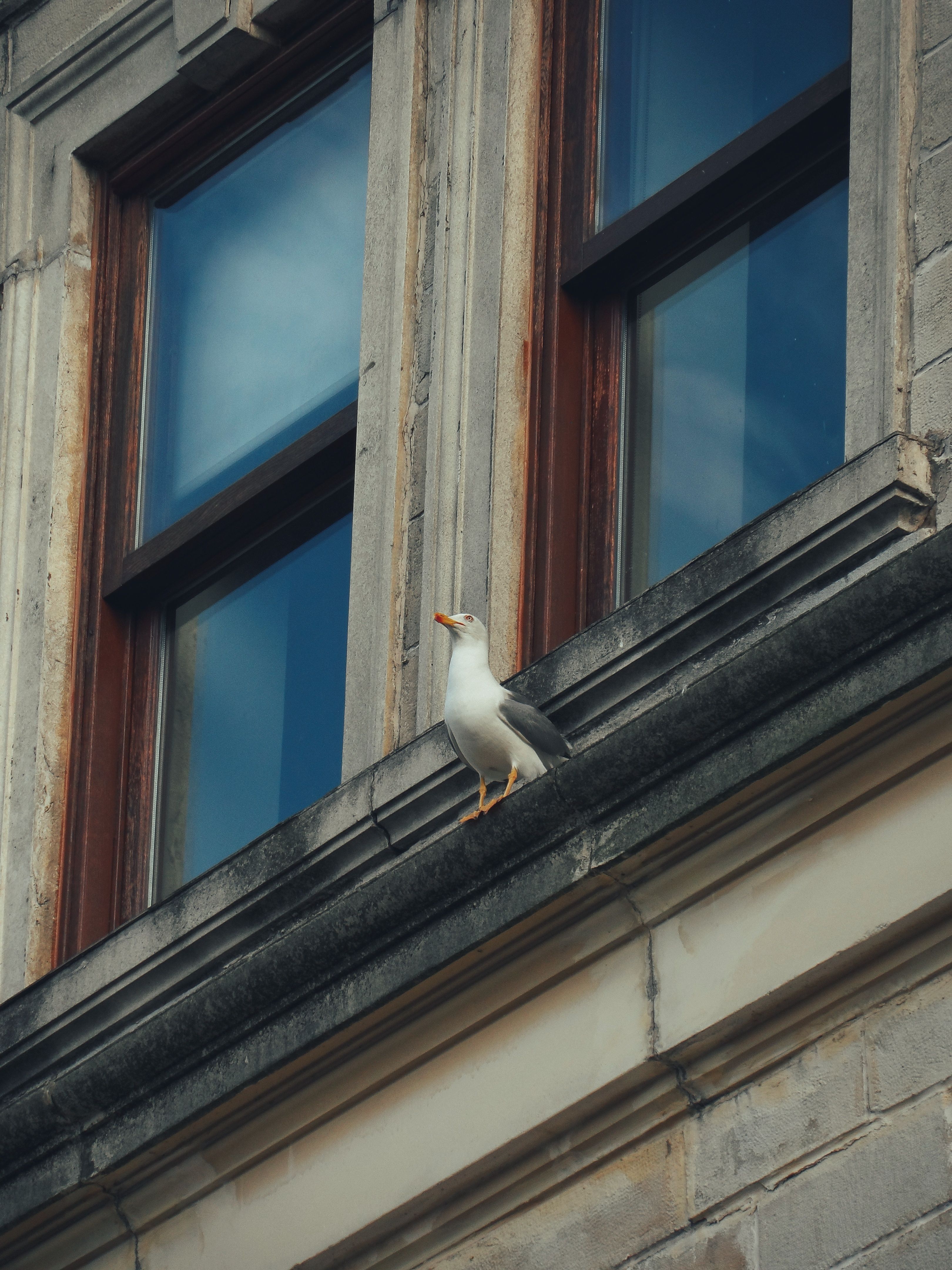 White Bird on Concrete Window · Free Stock Photo