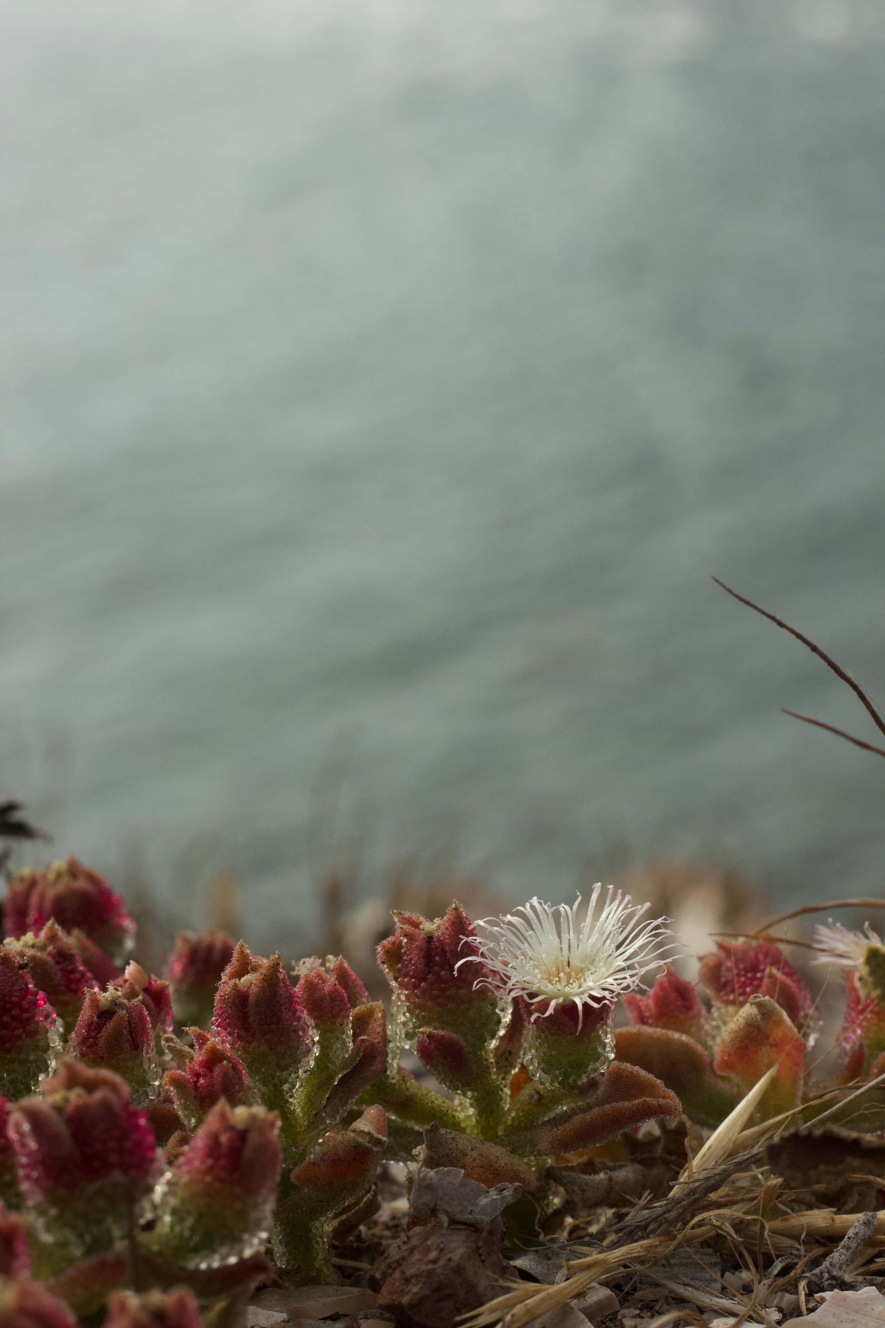 Close-up Photo of a Crystalline Iceplant · Free Stock Photo