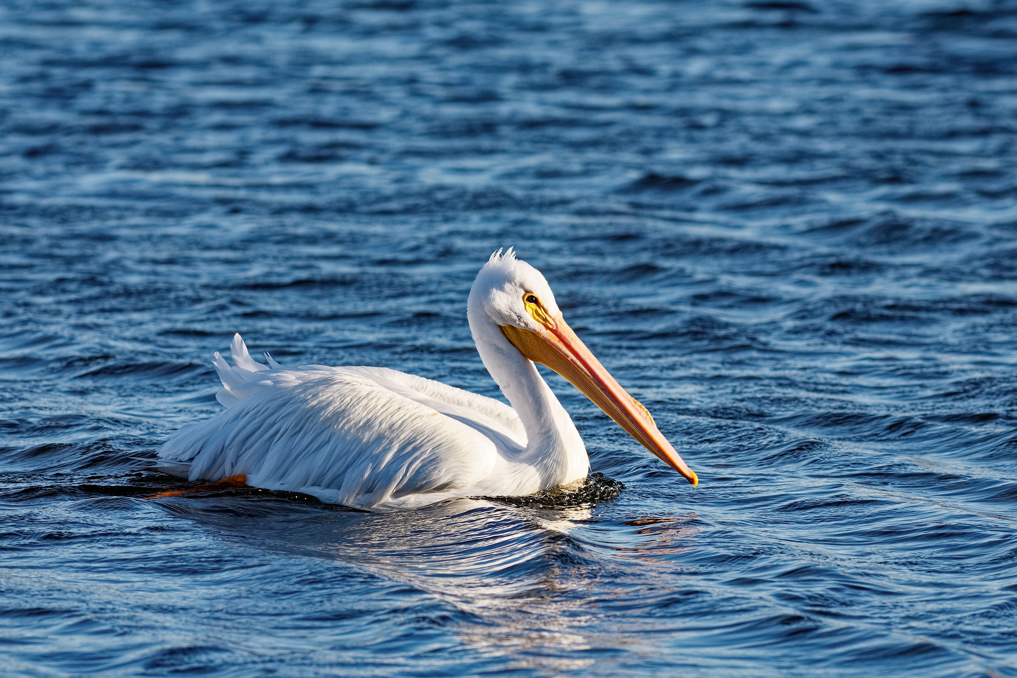 Photo of a Pelican in Water · Free Stock Photo