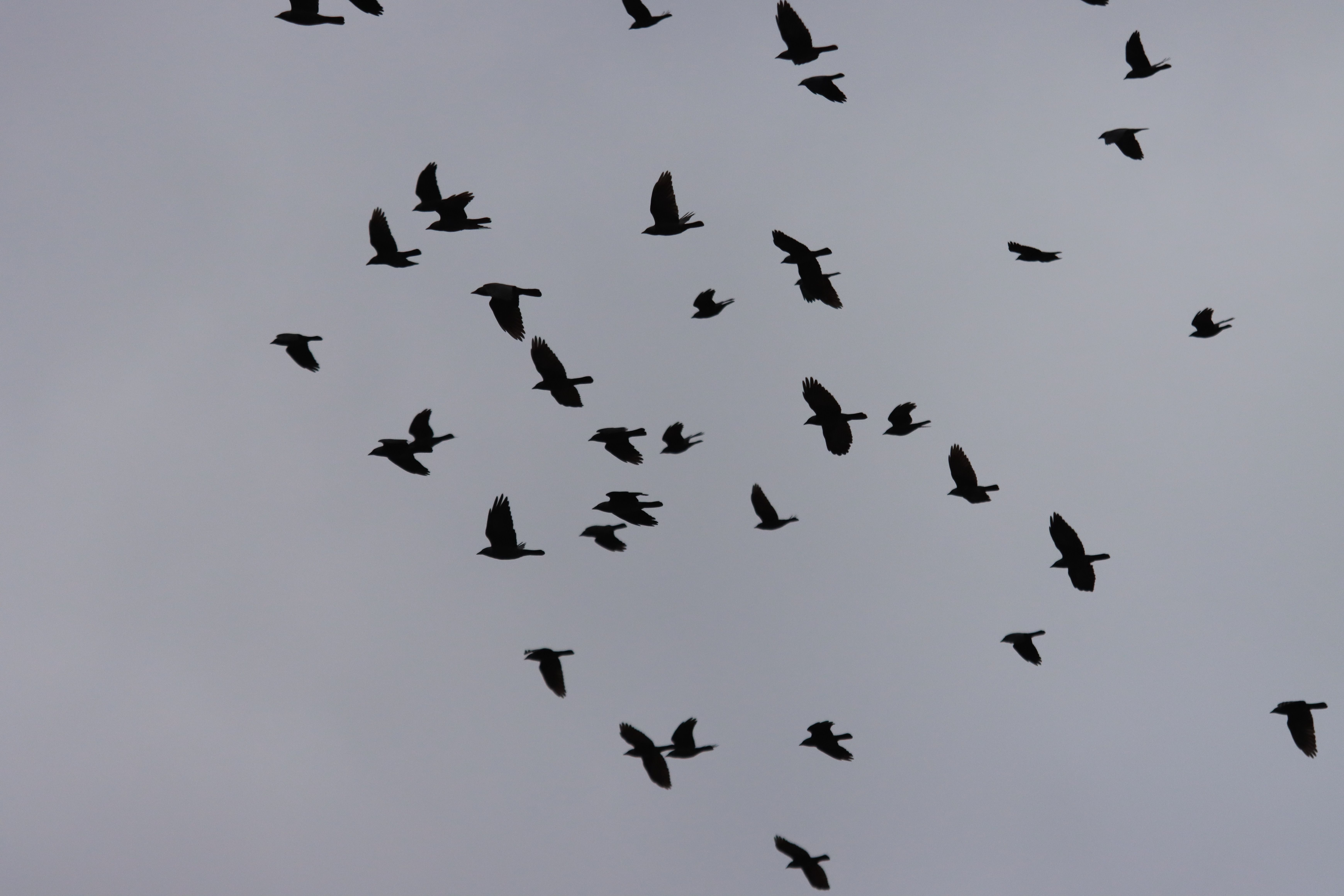 Flock of Birds Flying Under Blue Sky · Free Stock Photo