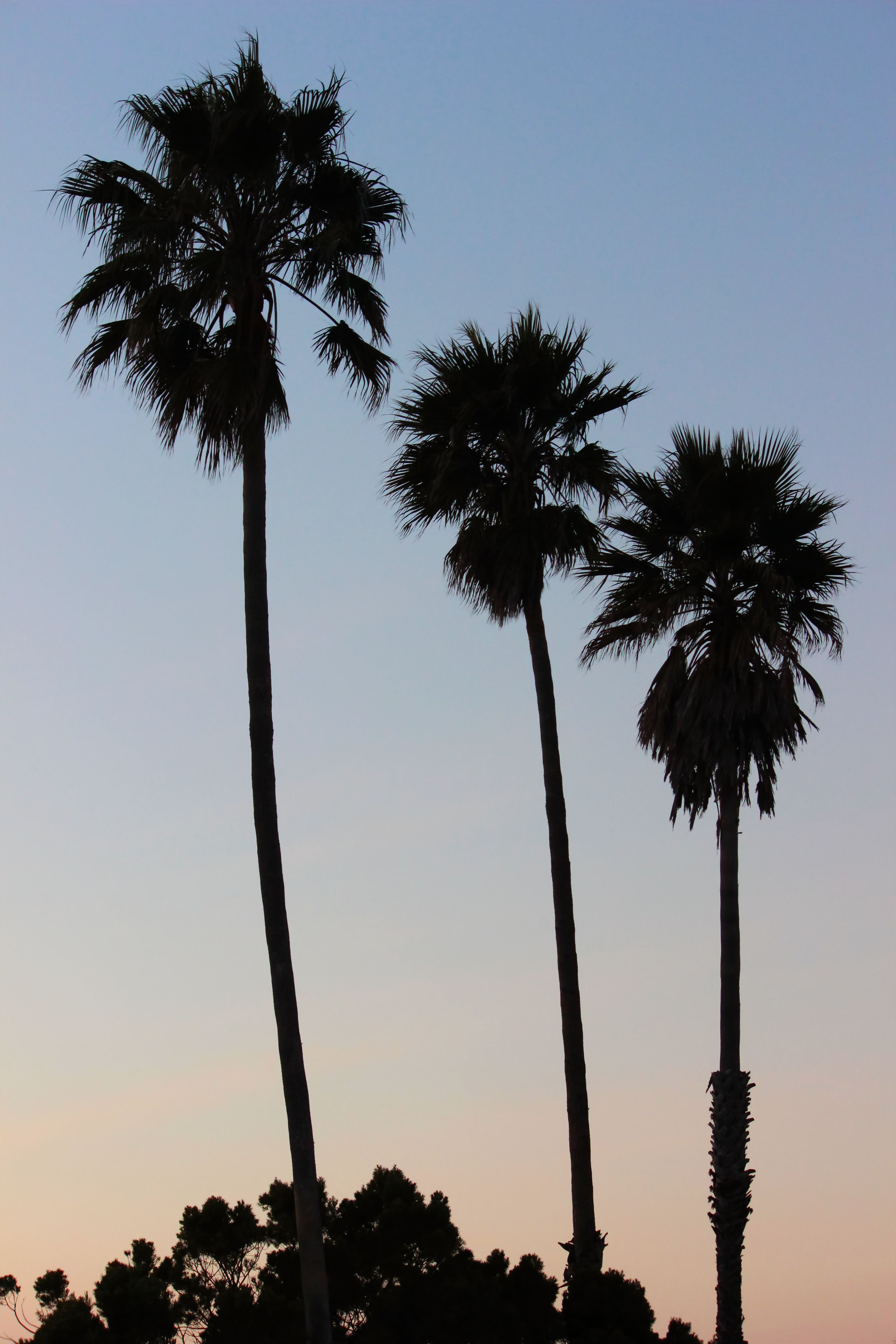 Photo of a Palm Tree at Dusk · Free Stock Photo