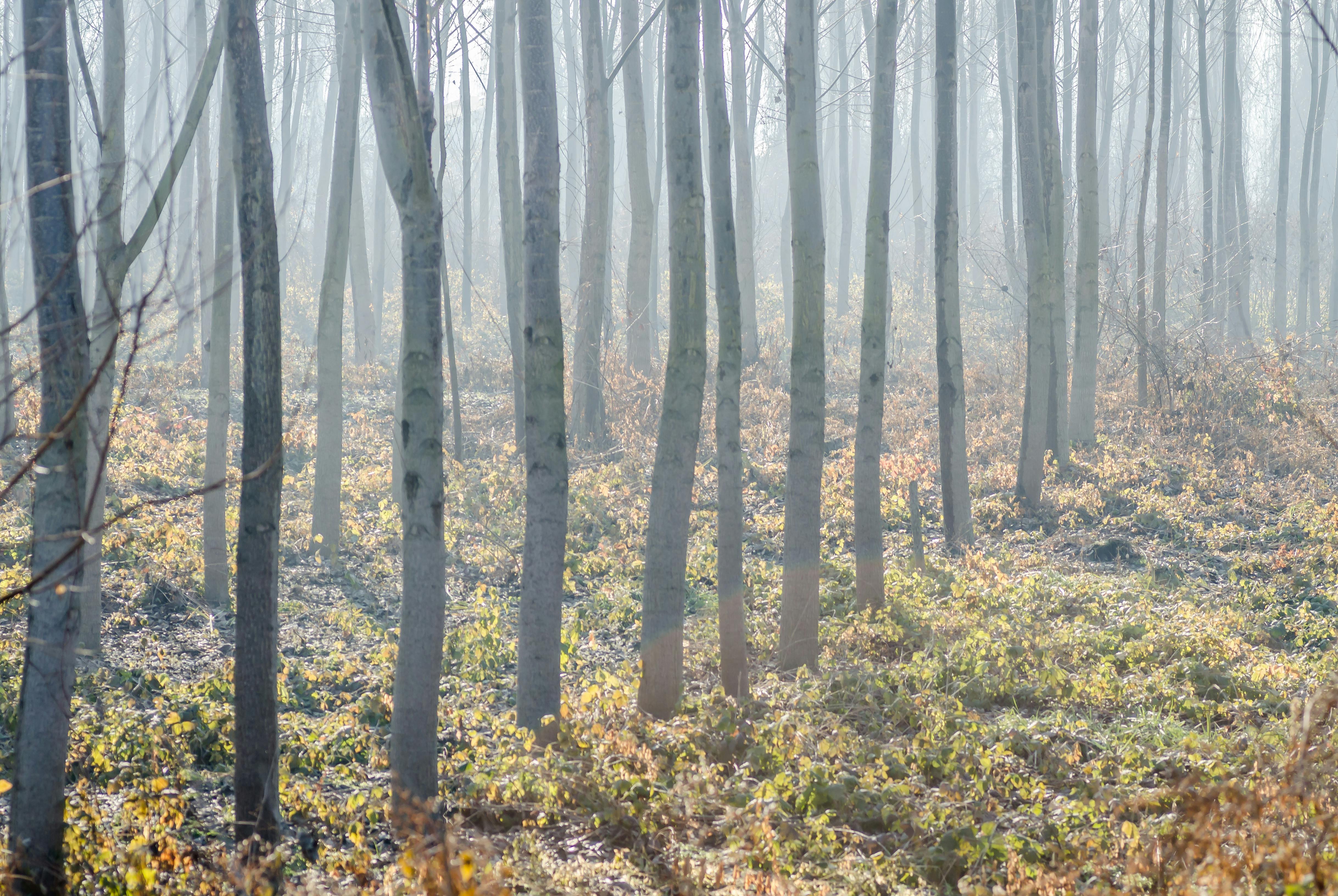 Bare Trees in the Forest · Free Stock Photo